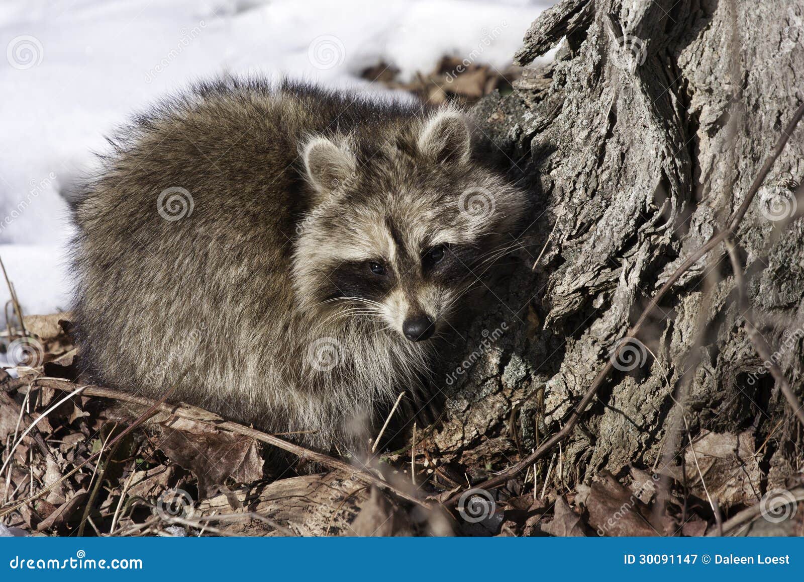 Raccoon in winter stock image. Image of mask, face, racoon - 30091147