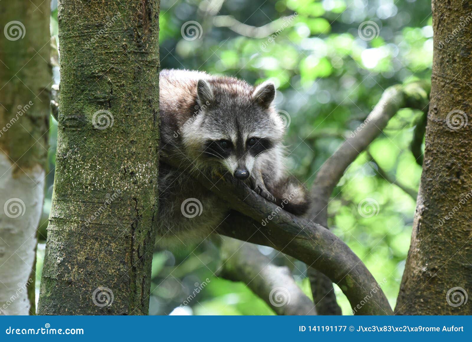 Raccoon in a tree stock image. Image of green, wildlife - 141191177