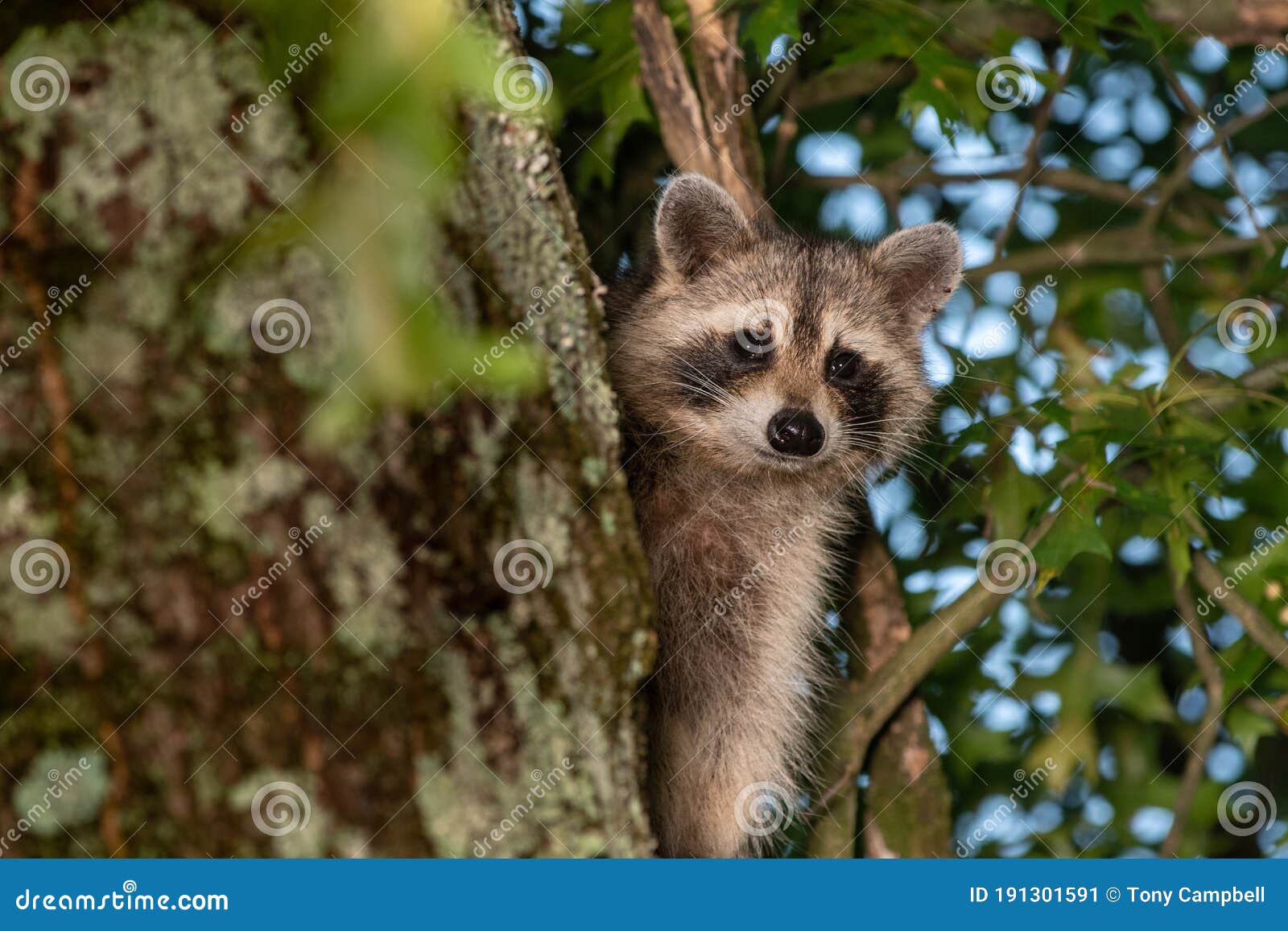 Raccoon in a tree stock image. Image of green, watching - 191301591