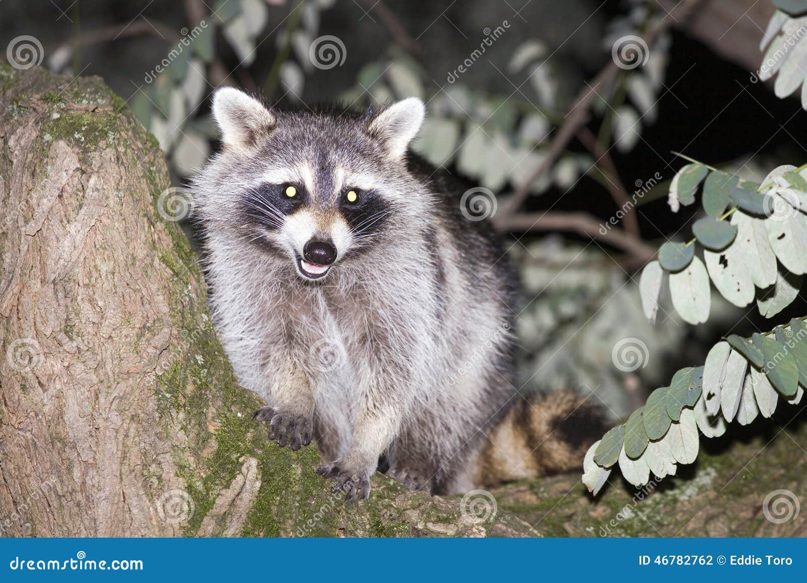 Raccoon on a tree stock photo. Image of lotor, raccoon - 46782762