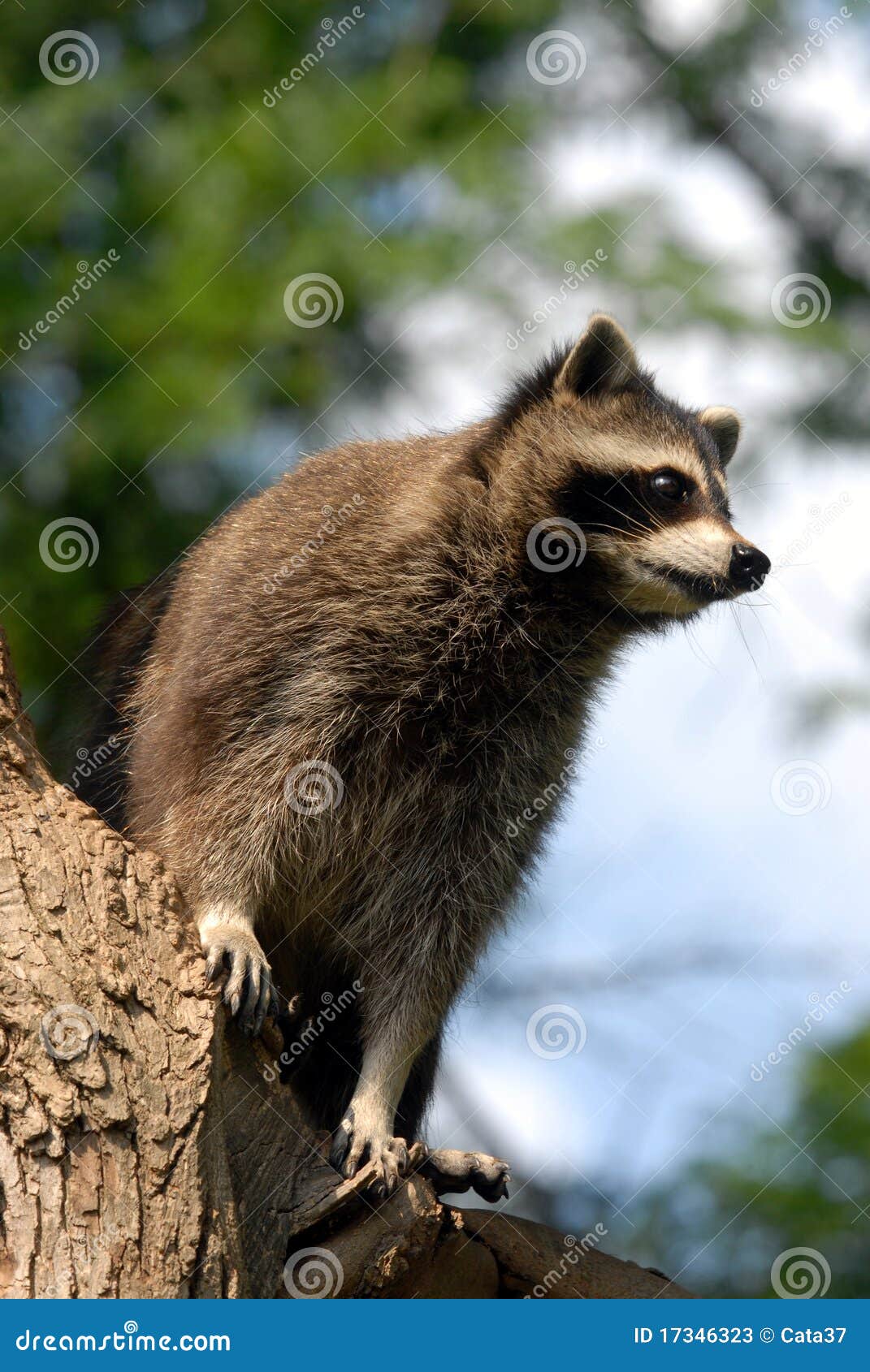 Raccoon waiting stock image. Image of outdoor, animals - 17346323