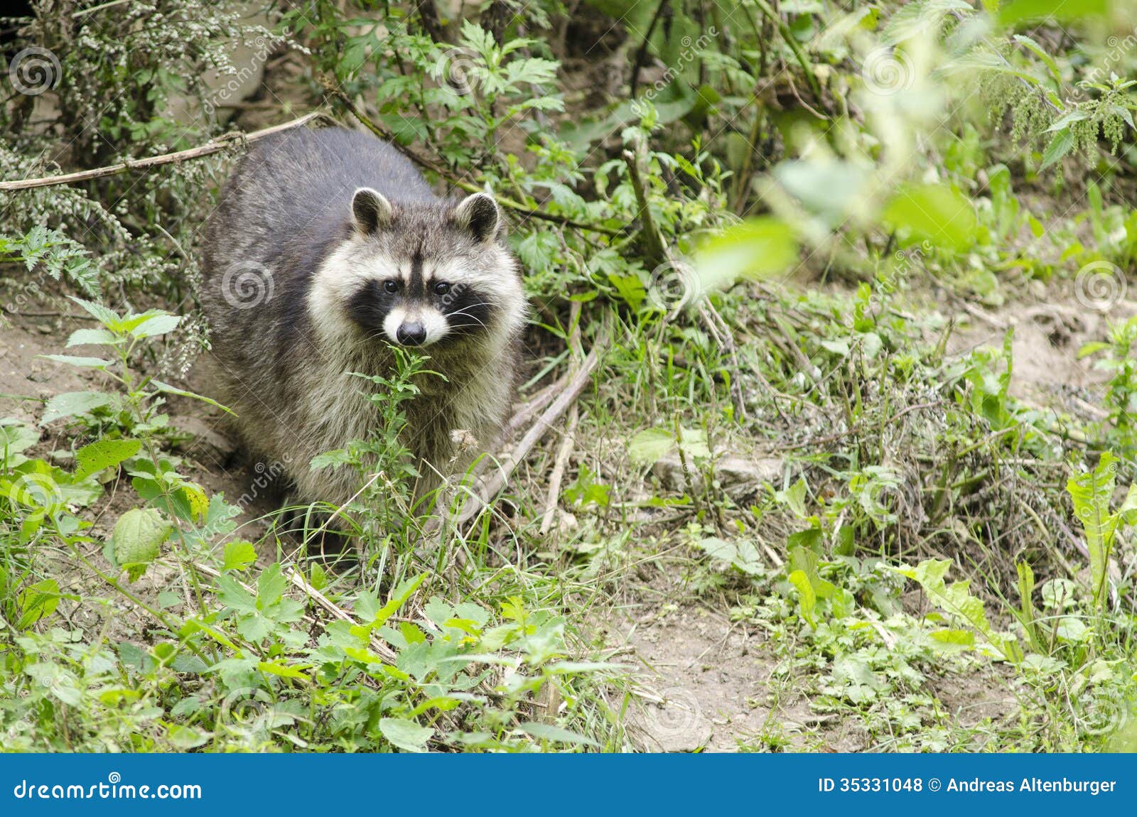 Raccoon Walking through a Green Meadow Stock Photo - Image of feeding ...