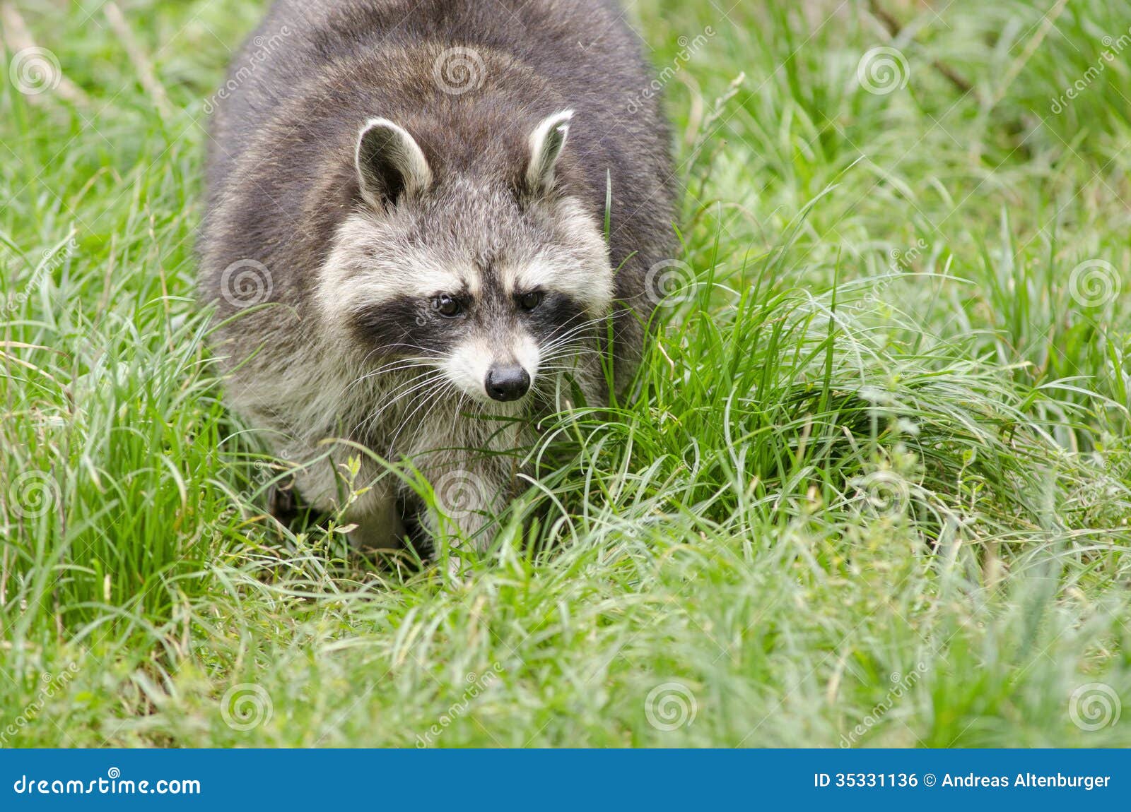 Raccoon Walking through a Green Meadow Stock Photo - Image of feeding ...