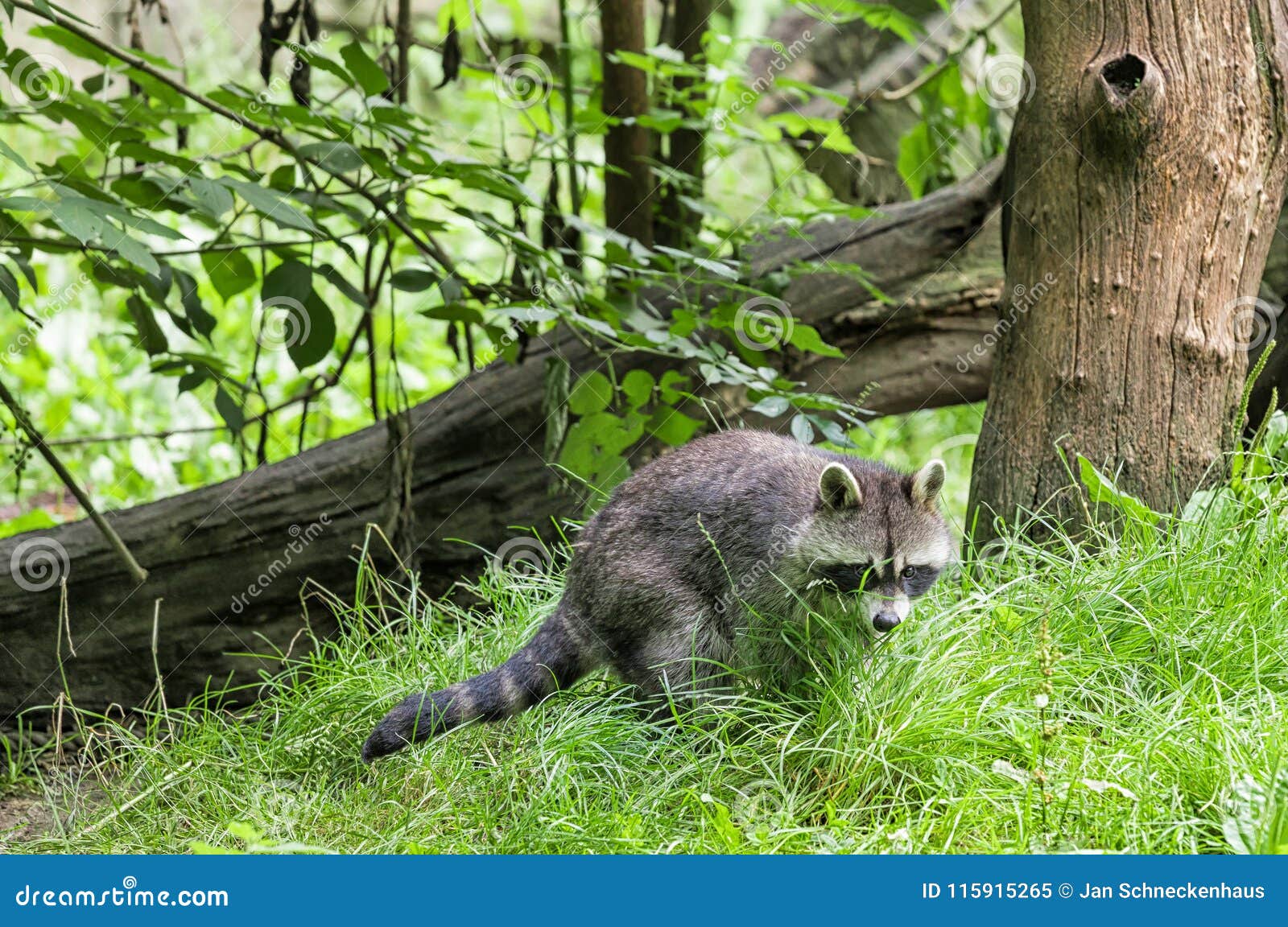 Raccoon in the wild forest stock image. Image of bathing - 115915265