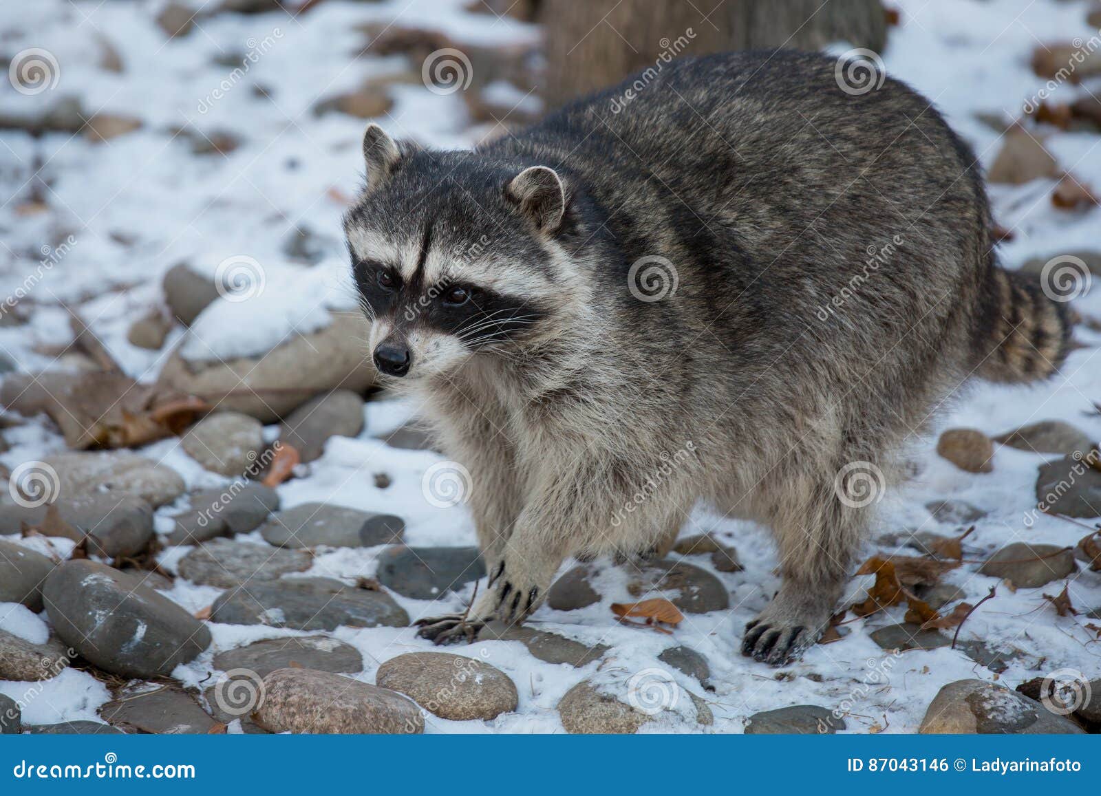 Raccoon in winter on snow stock photo. Image of mammal - 87043146