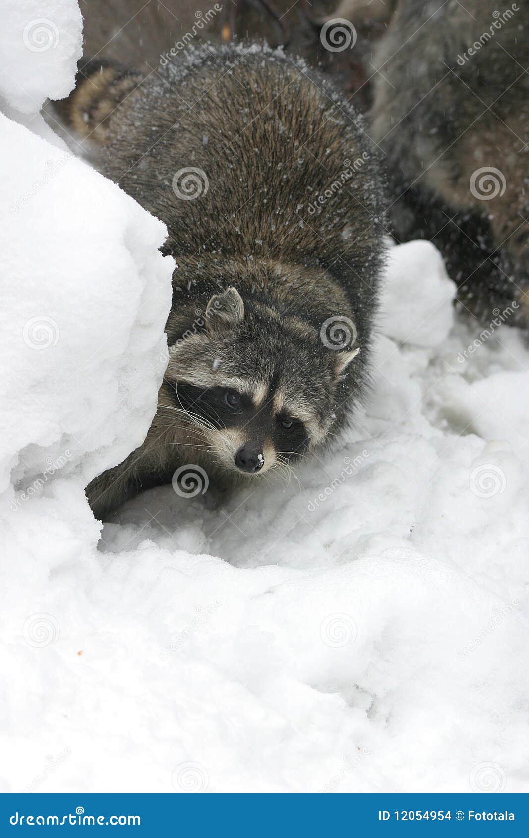 Raccoon in the Winter among Stones Stock Photo - Image of young, front ...