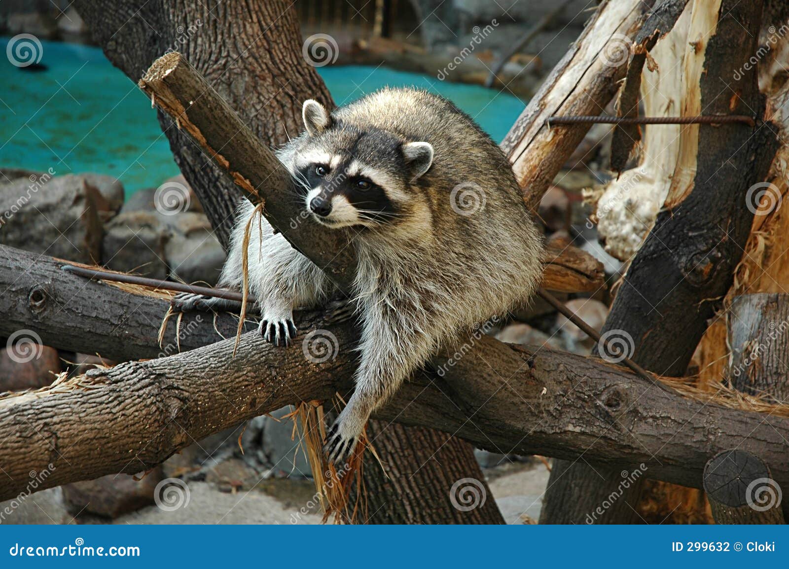 Raccoon in Zoo stock photo. Image of moscow, nature, natural - 299632