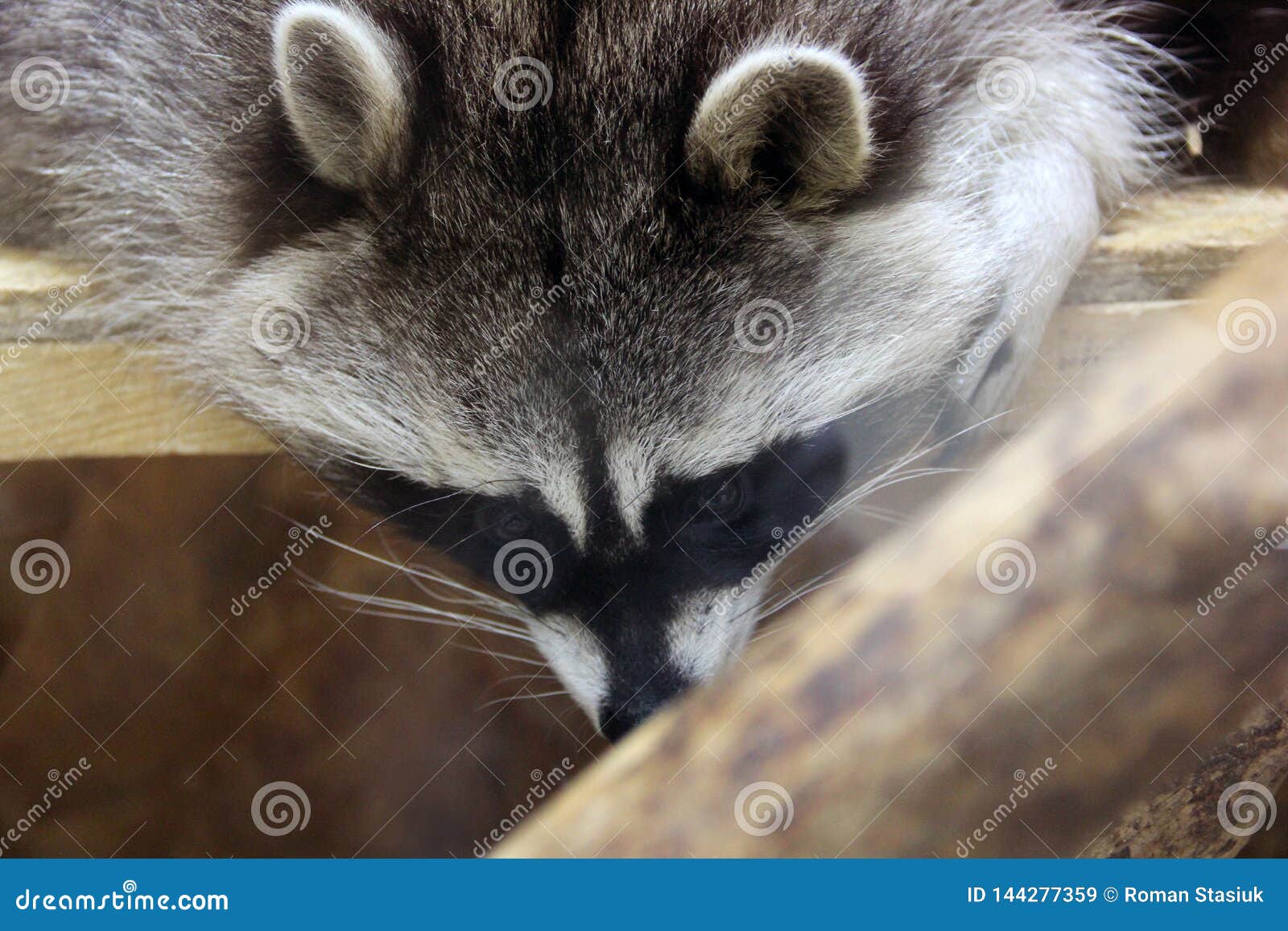 Raccoon at the zoo stock image. Image of animal, background - 144277359