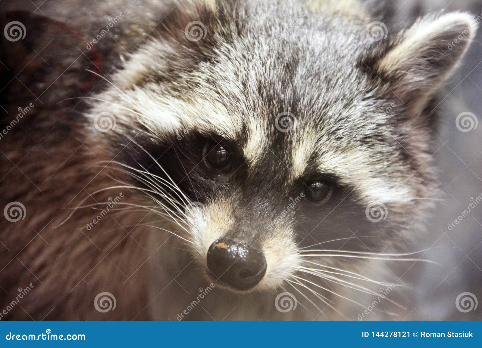 Raccoon at the zoo stock image. Image of happy, racoon - 144278121