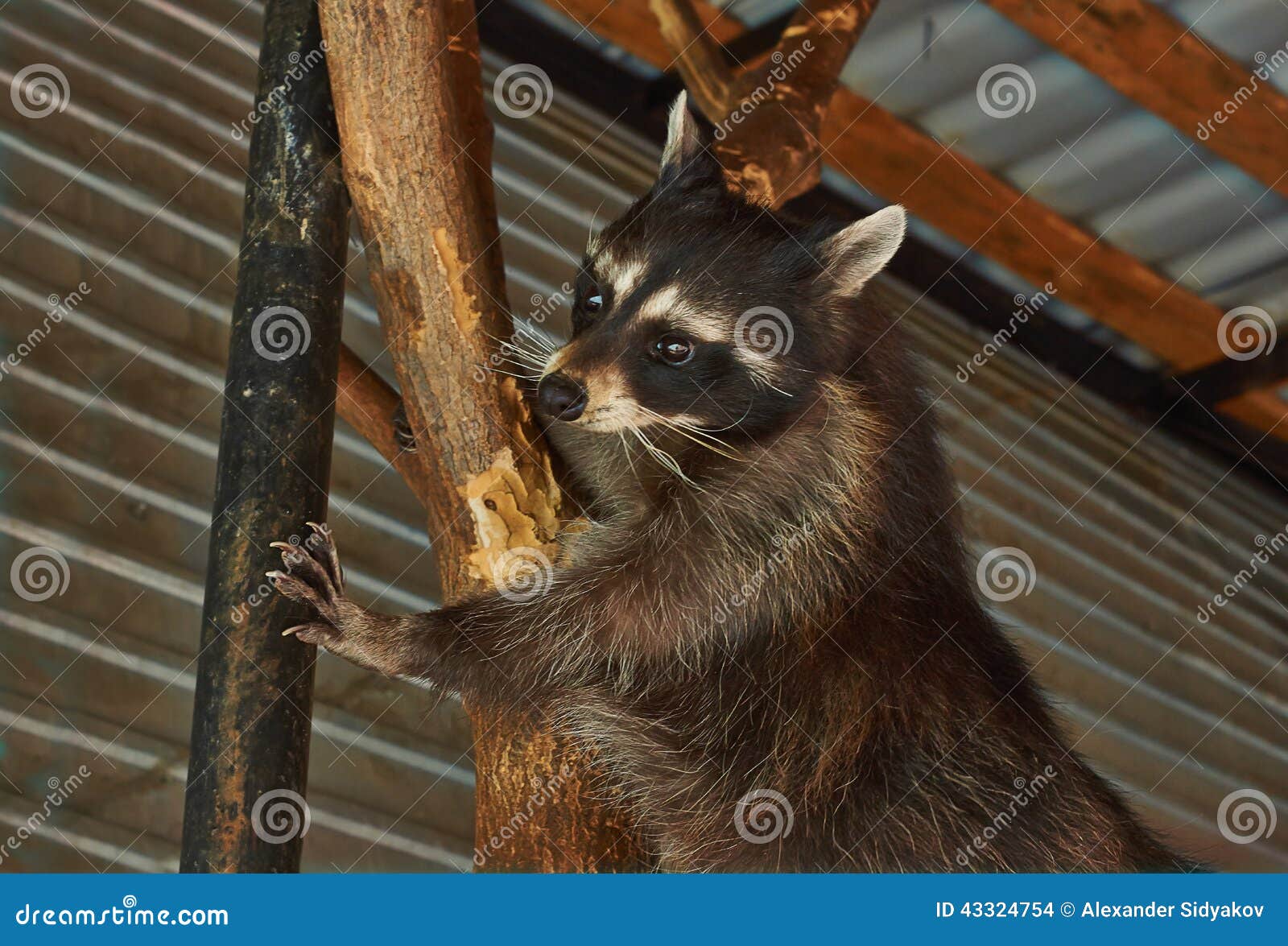 Raccoon in the Zoo Enclosure. Stock Photo - Image of mammals, animals ...