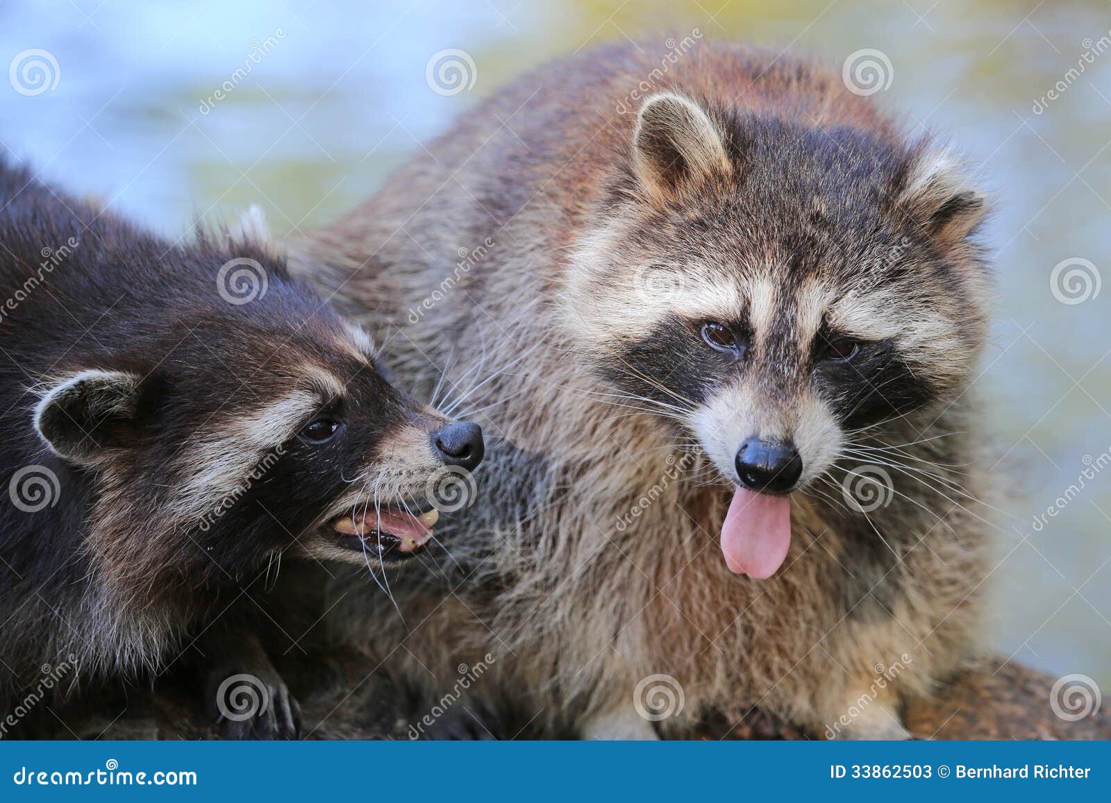 Raccoons stock image. Image of details, creature, hair - 33862503