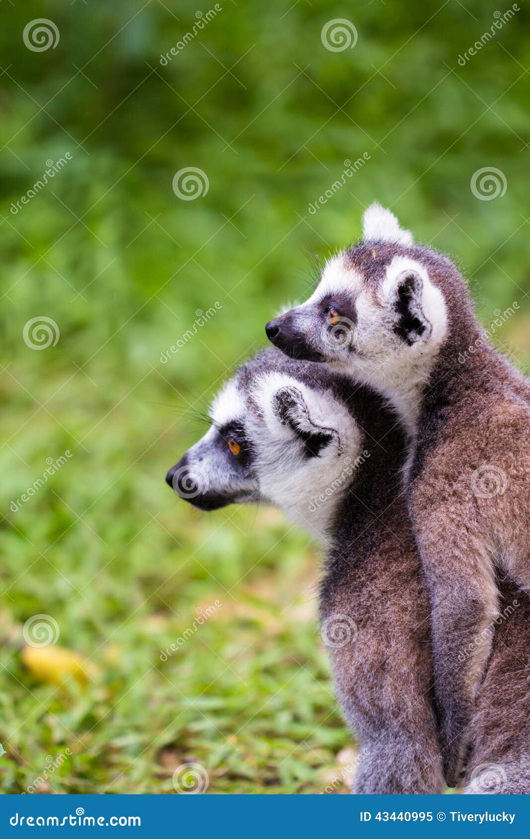 Raccoons couples stock image. Image of mask, wildlife - 43440995