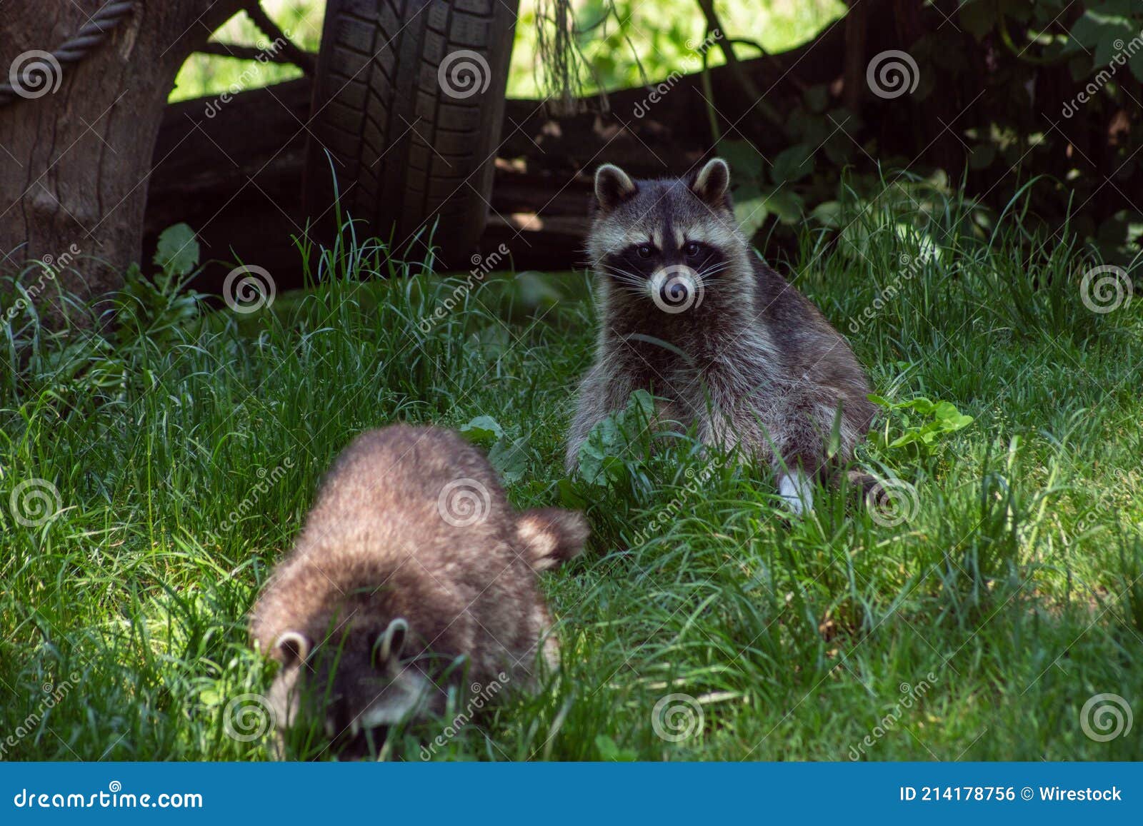 Raccoons Playing on Green Grass Stock Photo - Image of large, grassland ...
