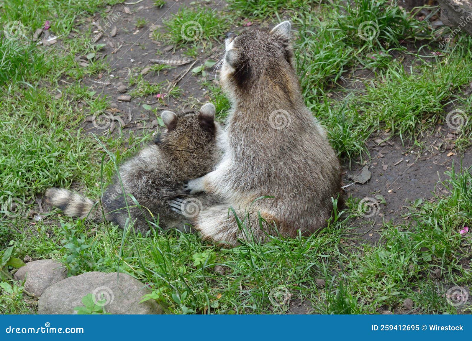 Raccoons Playing Ground in the Zoo Stock Image - Image of tree, animal ...