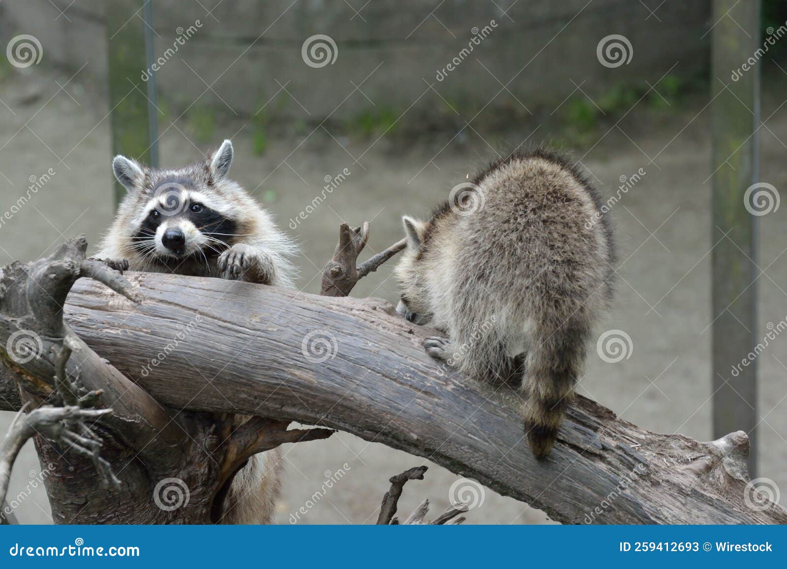 Raccoons Playing on the Tree Branch in the Zoo Stock Image - Image of ...