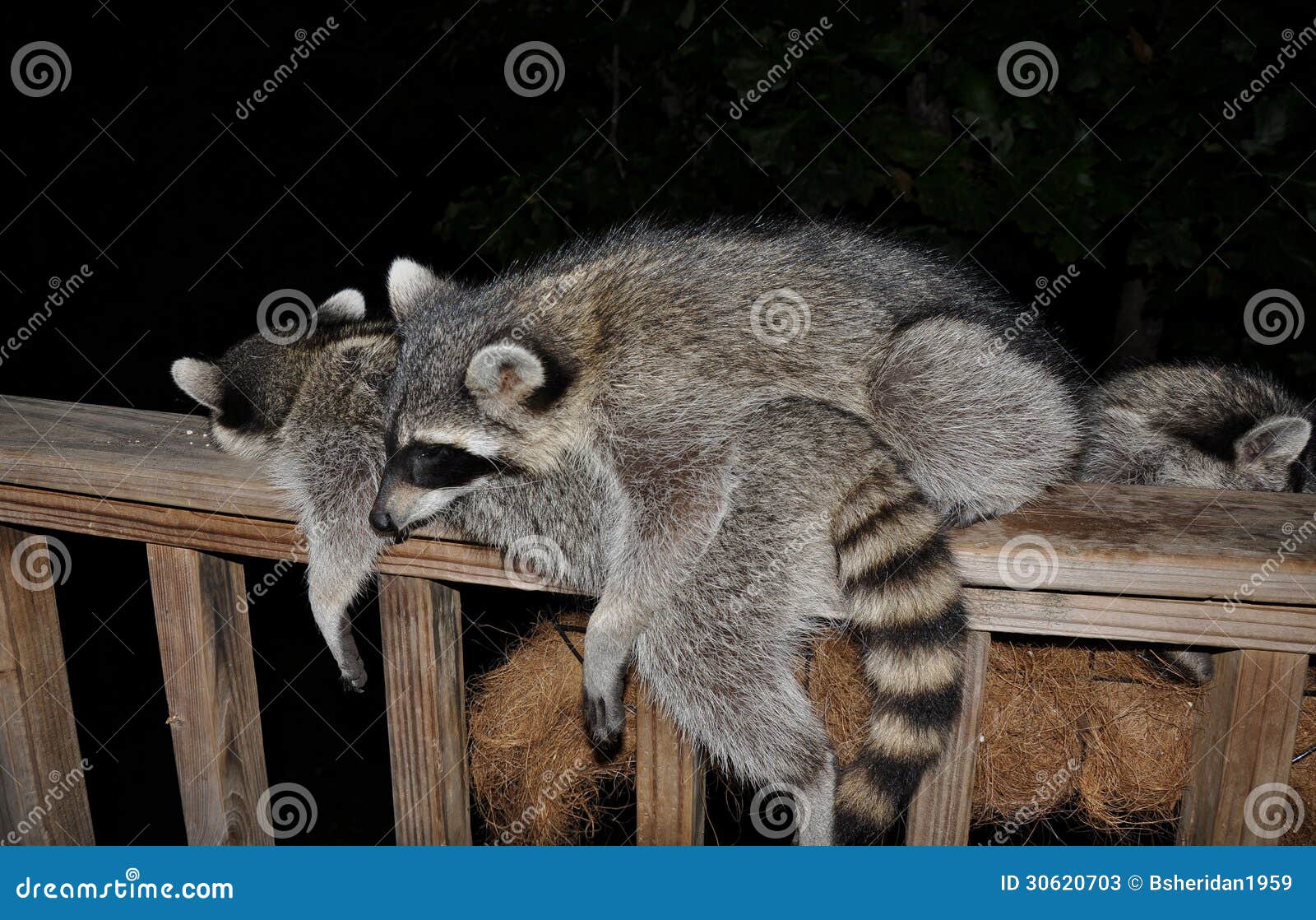 Raccoons Where To Sleep