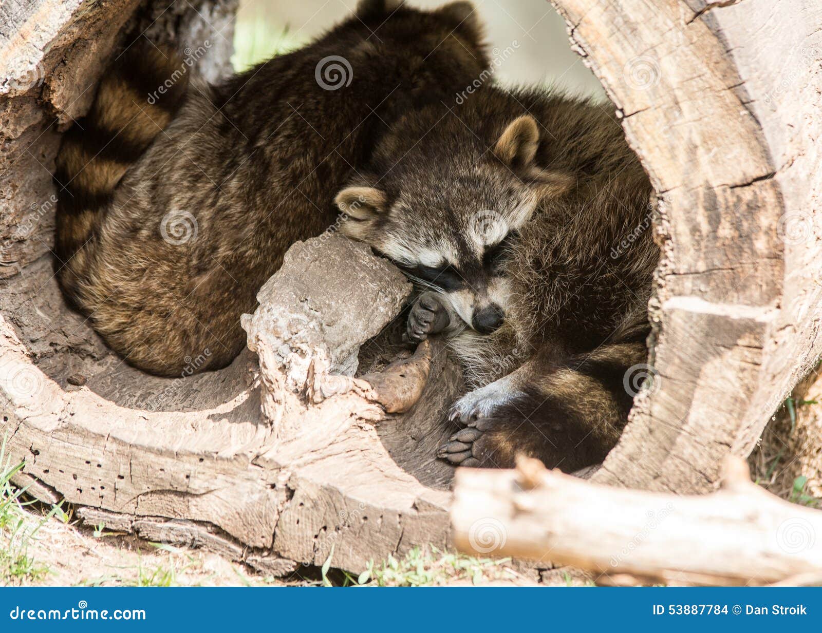 Raccoons sleeping in log stock photo. Image of tired - 53887784