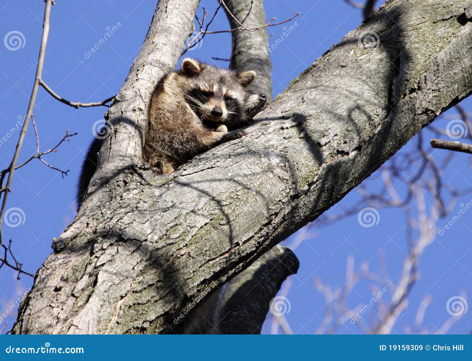 Raccoons in Tree stock image. Image of rodent, animal - 19159309