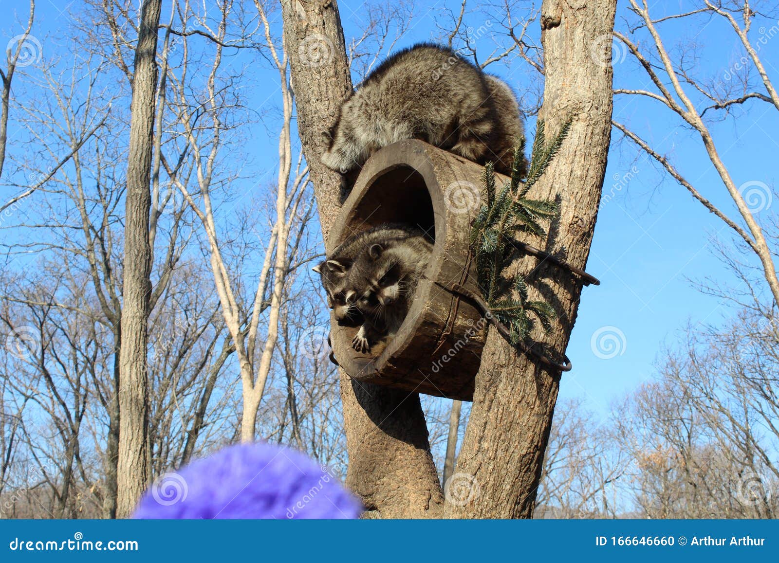 Raccoons on tree stock photo. Image of spring, nature - 166646660