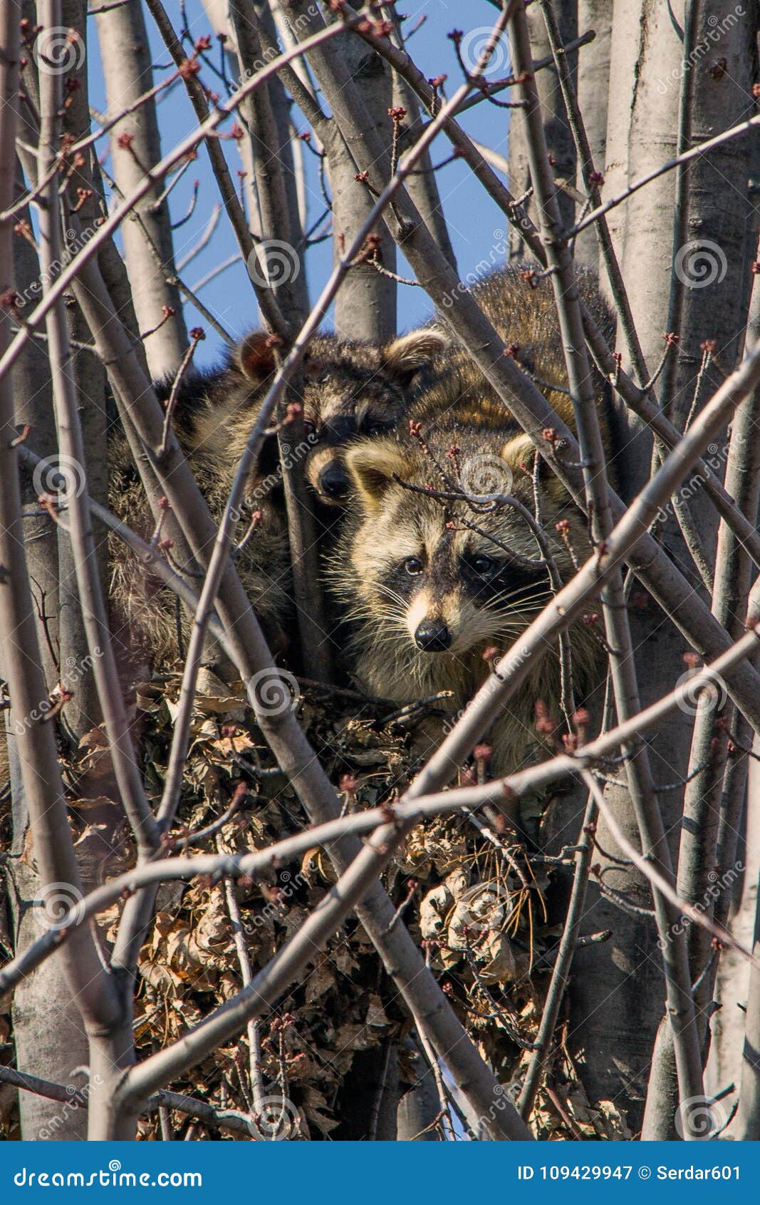 Raccoons in a tree stock image. Image of raccoon, procyon - 109429947