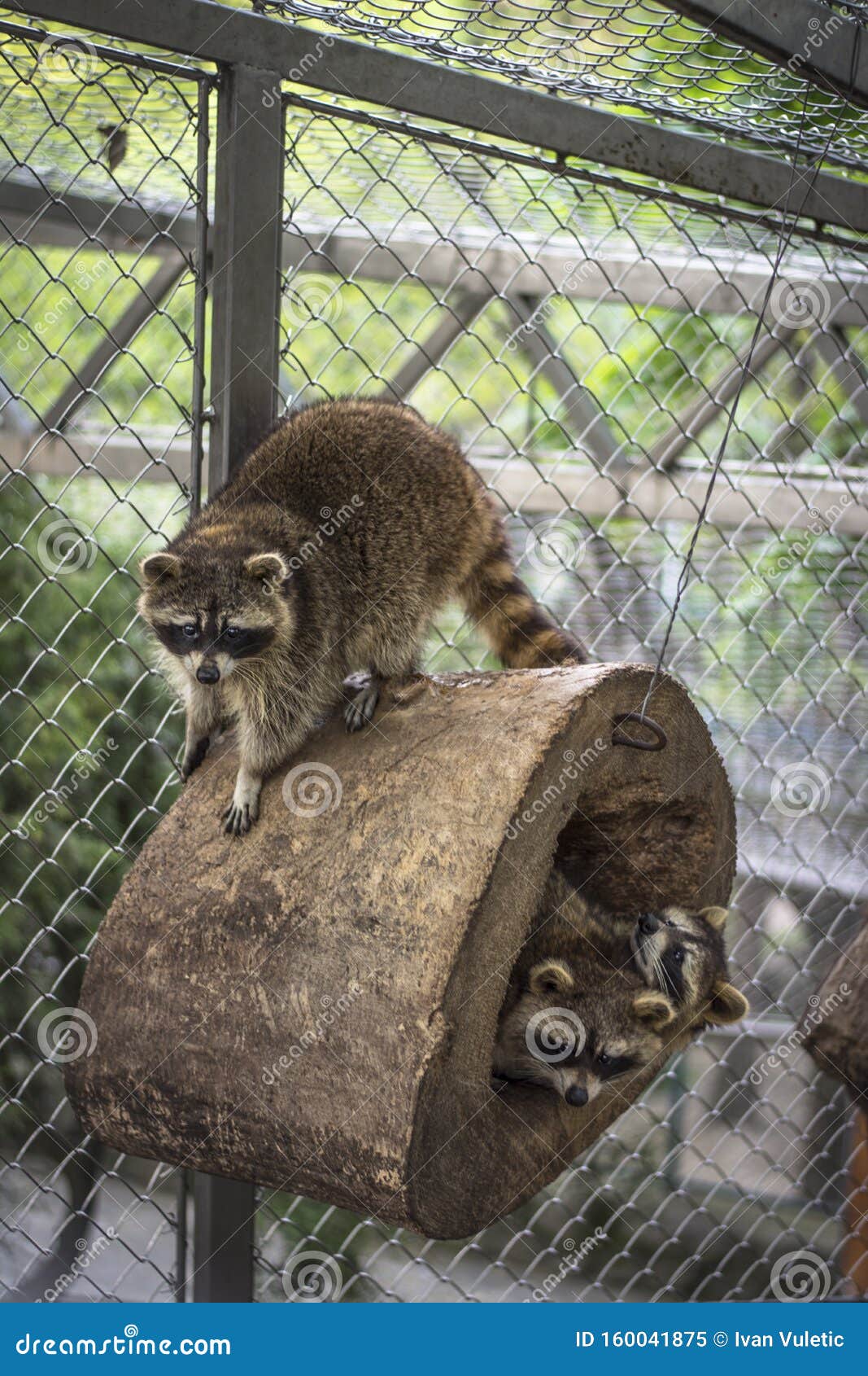 Raccoons in zoo stock image. Image of white, nature - 160041875