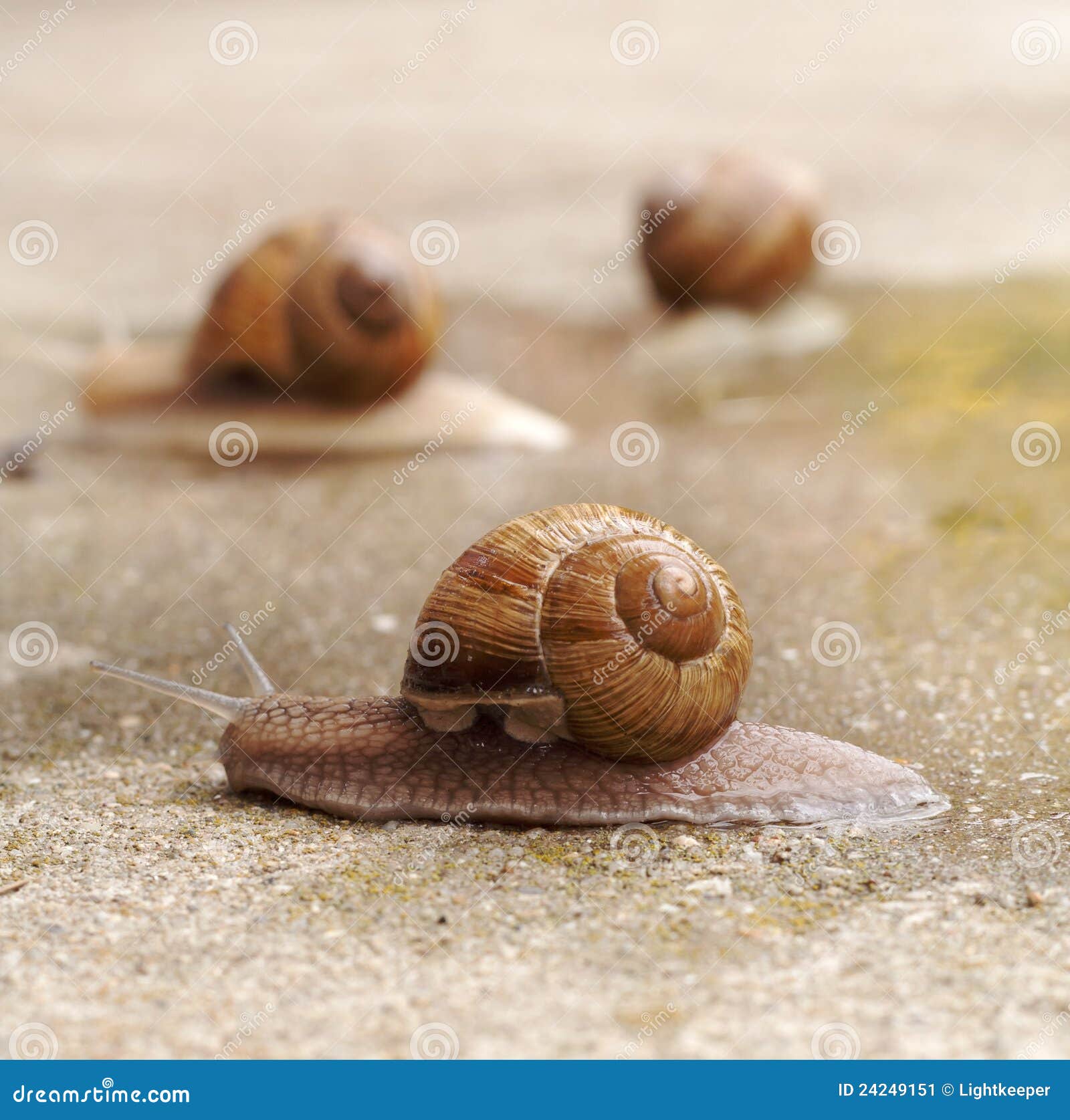 The race stock image. Image of challenge, slime, animals - 24249151