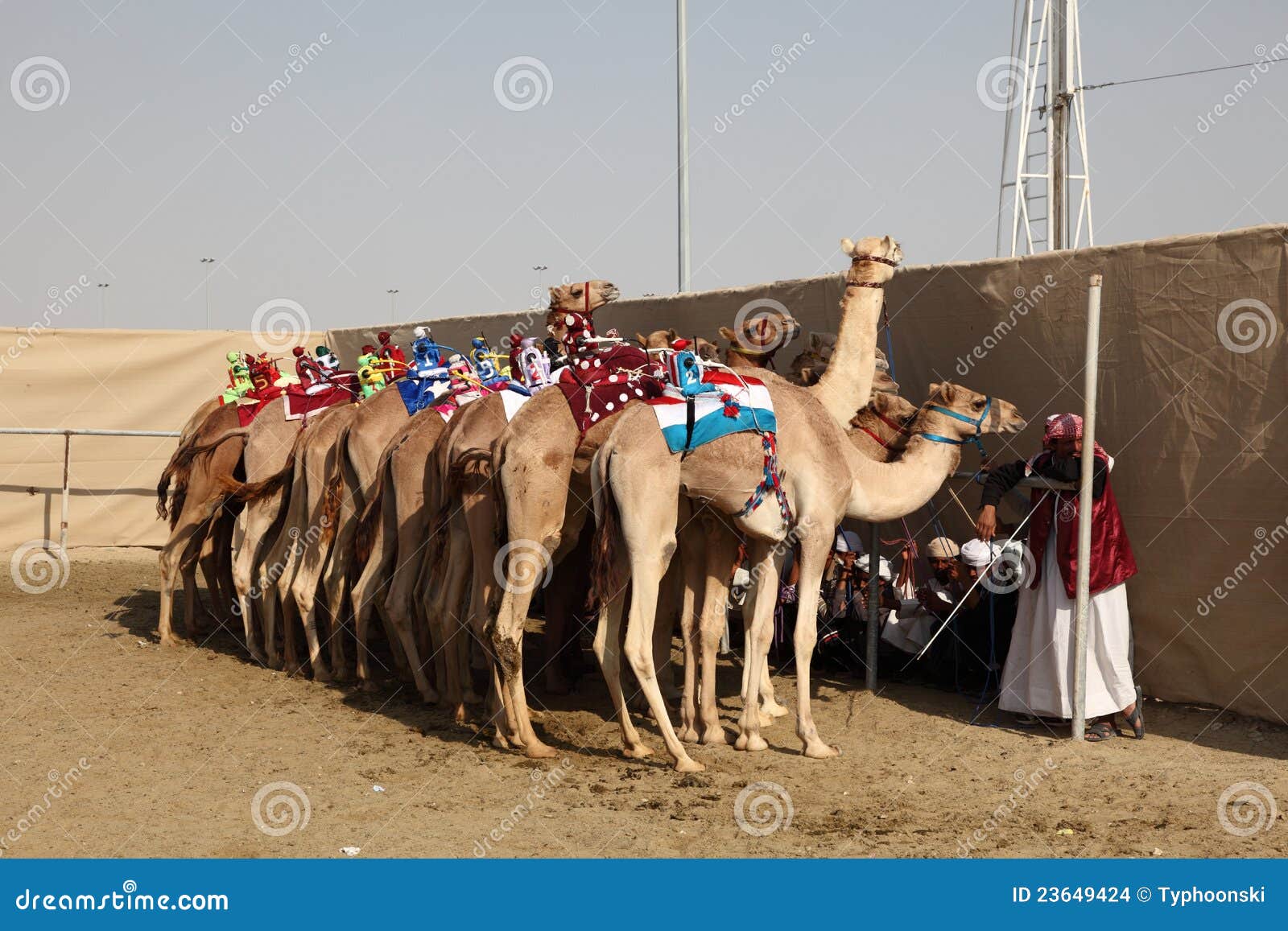 Race camels, Doha Qatar editorial stock image. Image of camel - 23649424