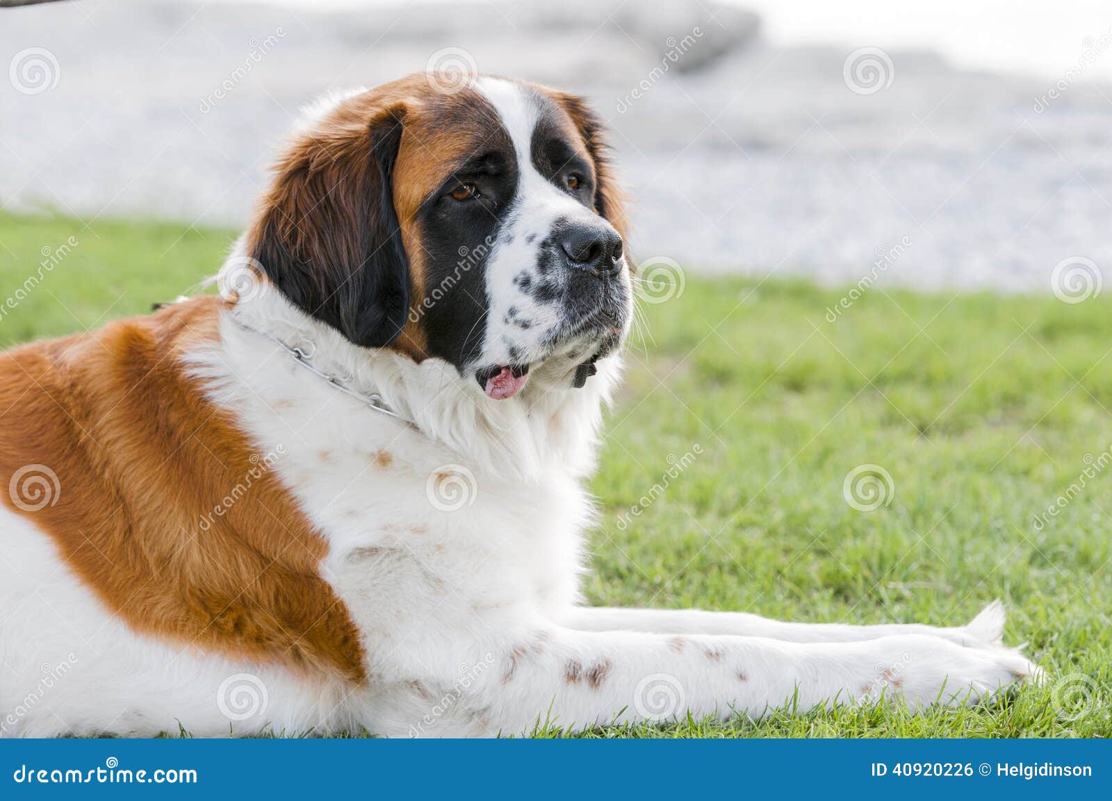 Race De Chien De St Bernard Photo stock - Image du horizontal, vert ...