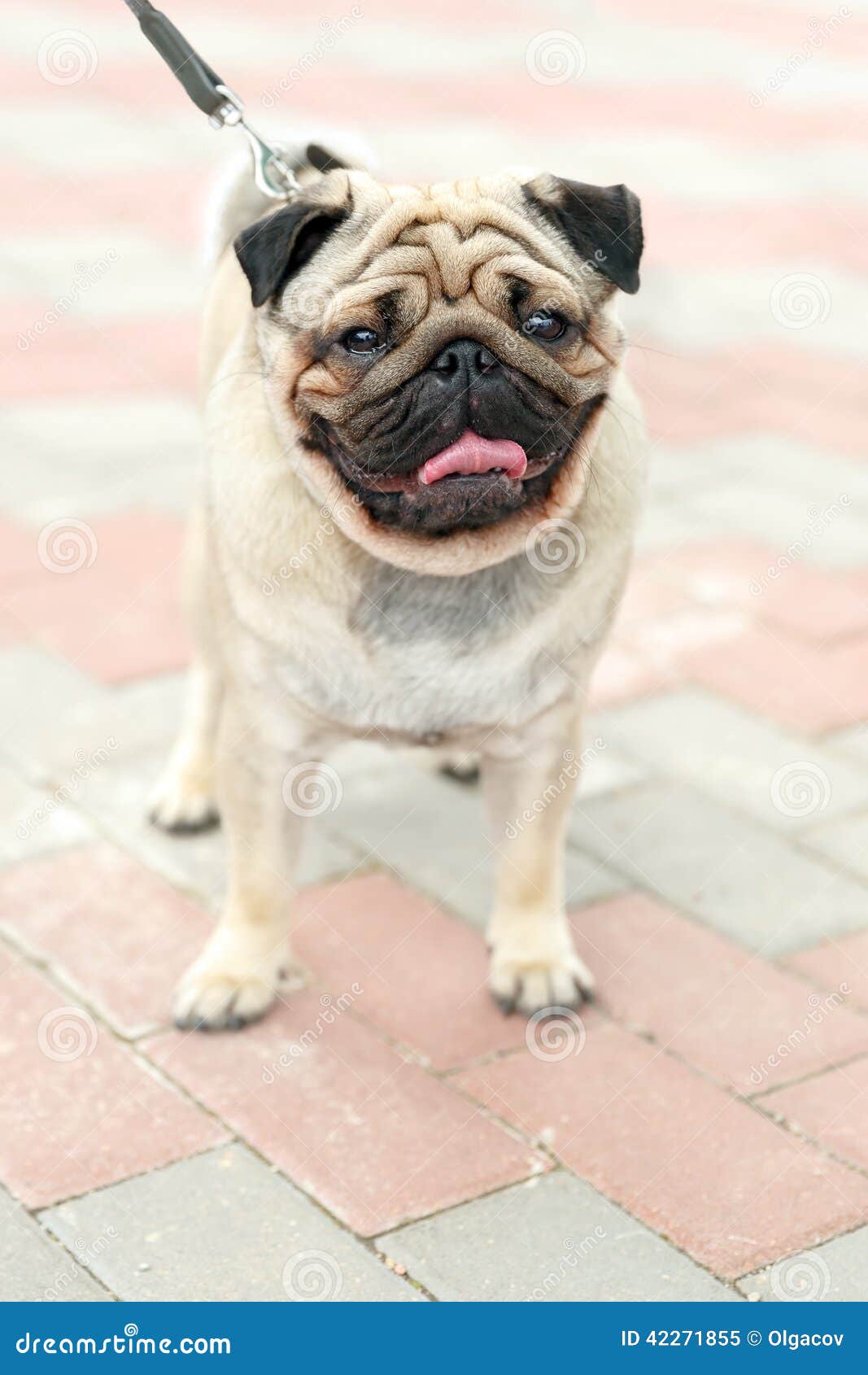 Race De Roquet De Faon De Chien Domestique Image stock - Image du ...
