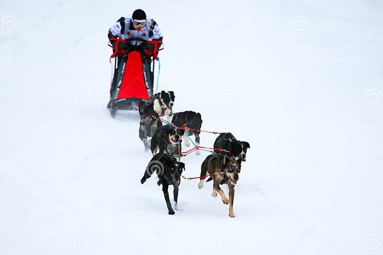 Race of draft dogs editorial stock photo. Image of frozen - 28803243