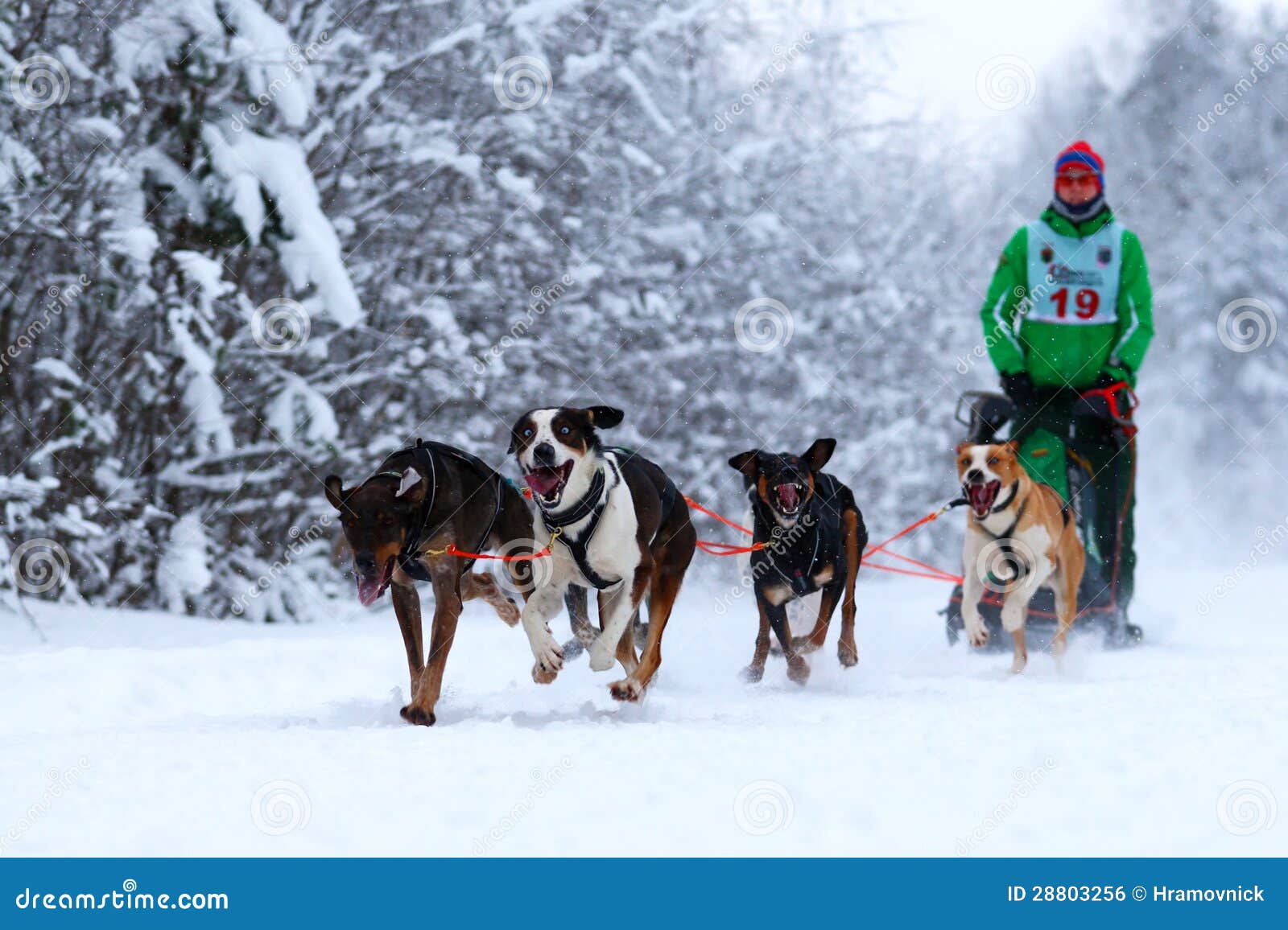 Race of draft dogs editorial photo. Image of crowd, frozen - 28803256