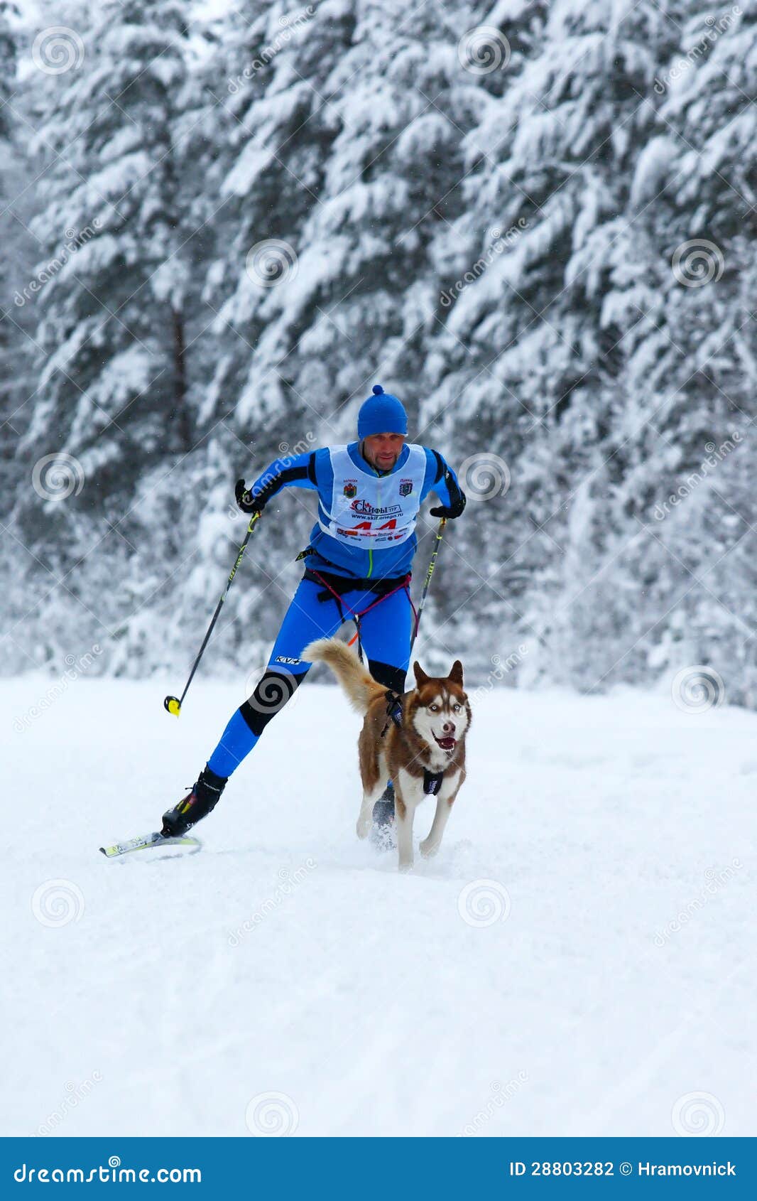 Race of draft dogs editorial photography. Image of nature - 28803282