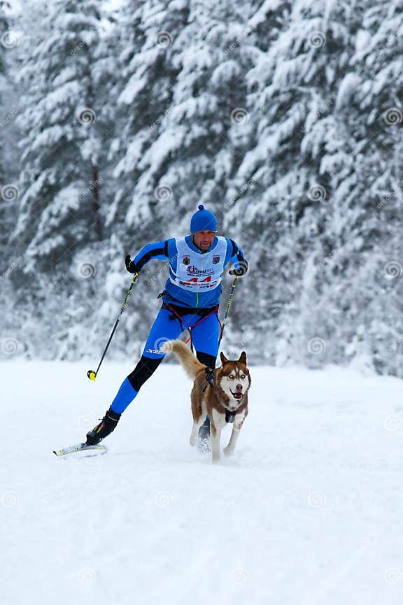 Race of draft dogs editorial photography. Image of nature - 28803282