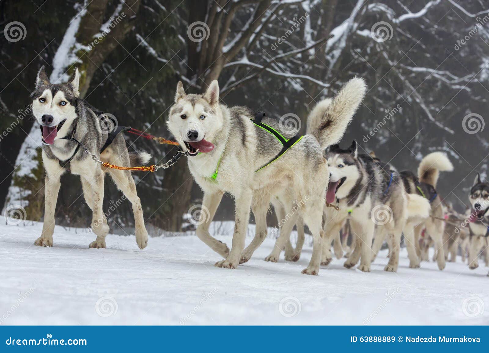 Race of draft dogs stock image. Image of crowd, adventure - 63888889