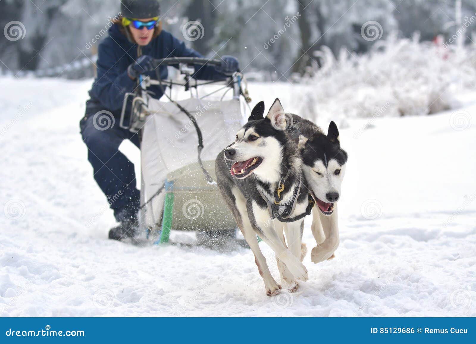 Race of Draft Dogs on Snow. Editorial Photo - Image of nature ...