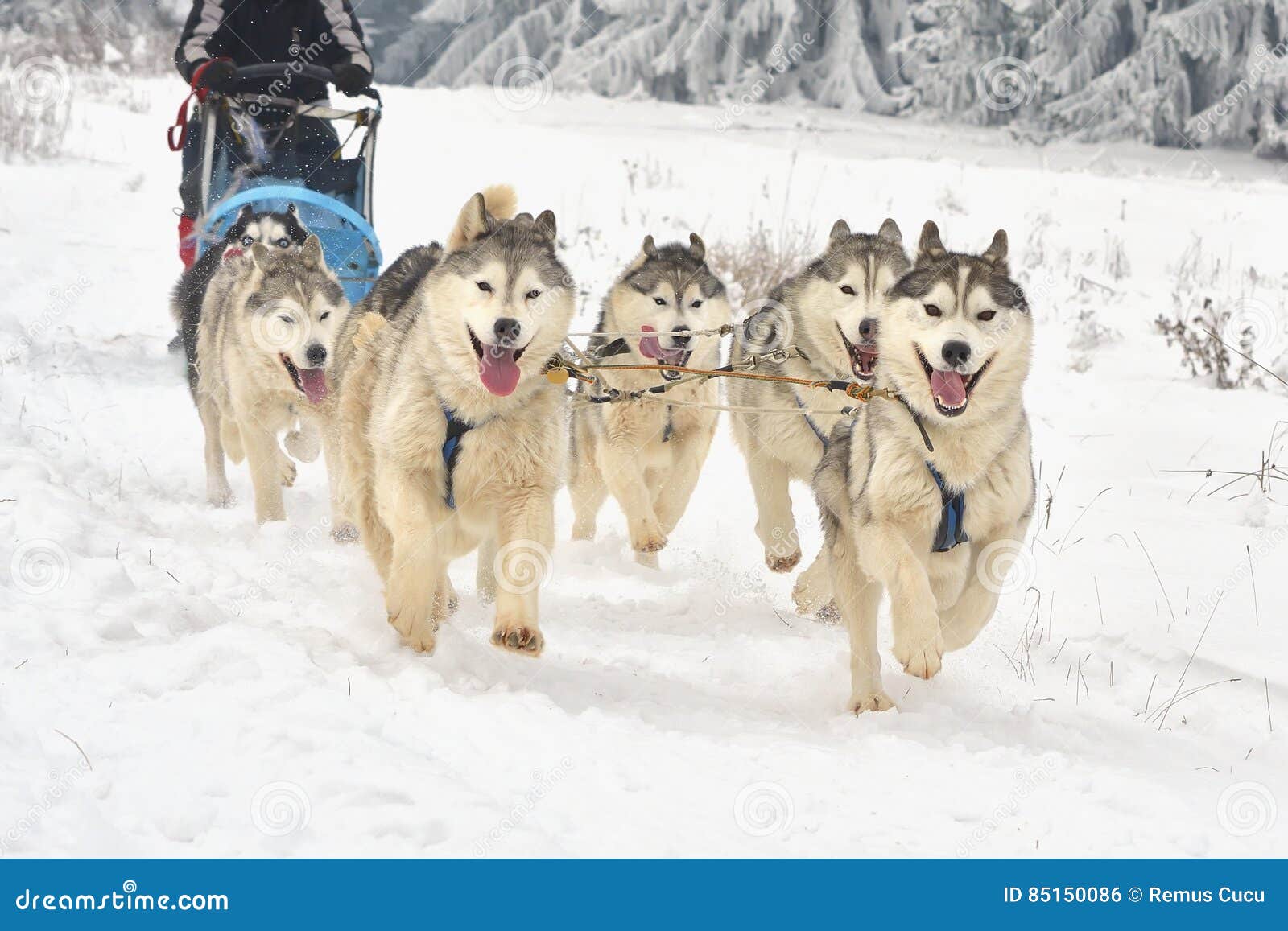 Race of Draft Dogs on Snow. Stock Photo - Image of cool, race: 85150086