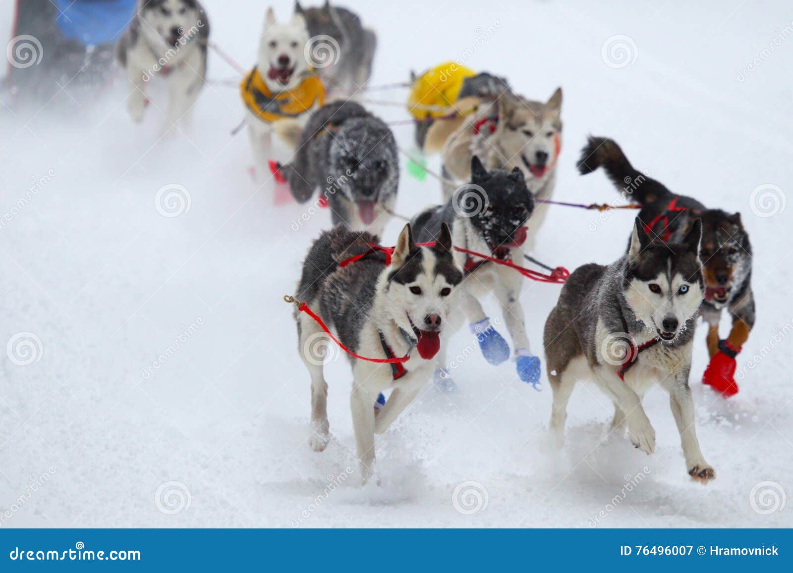 Race of draft dogs stock image. Image of range, extreme - 76496007