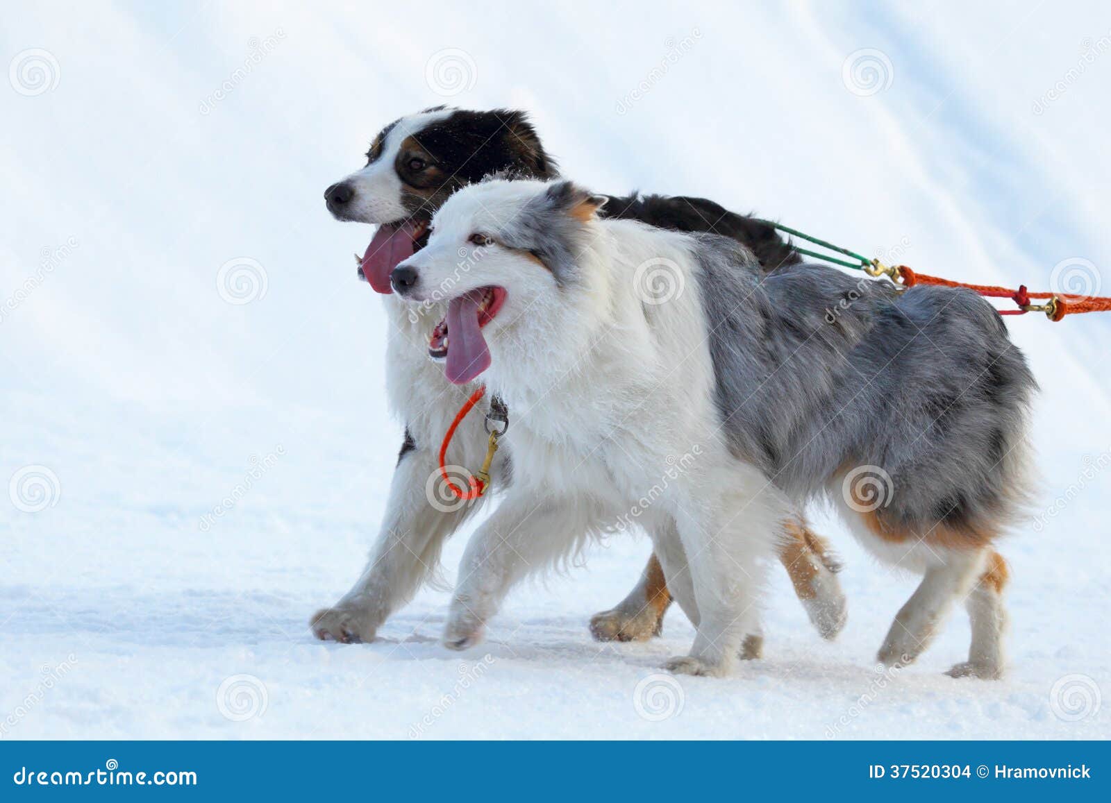 Race of draft dogs stock photo. Image of action, animal - 37520304