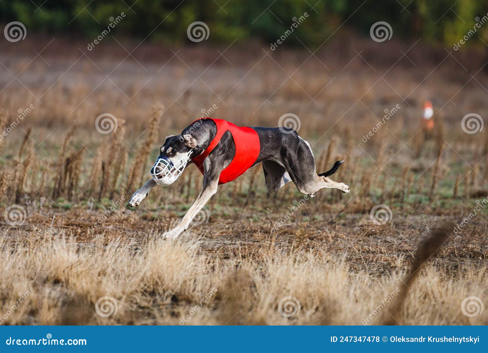 The Race of Greyhound. Field Coursing Competition Stock Photo - Image ...