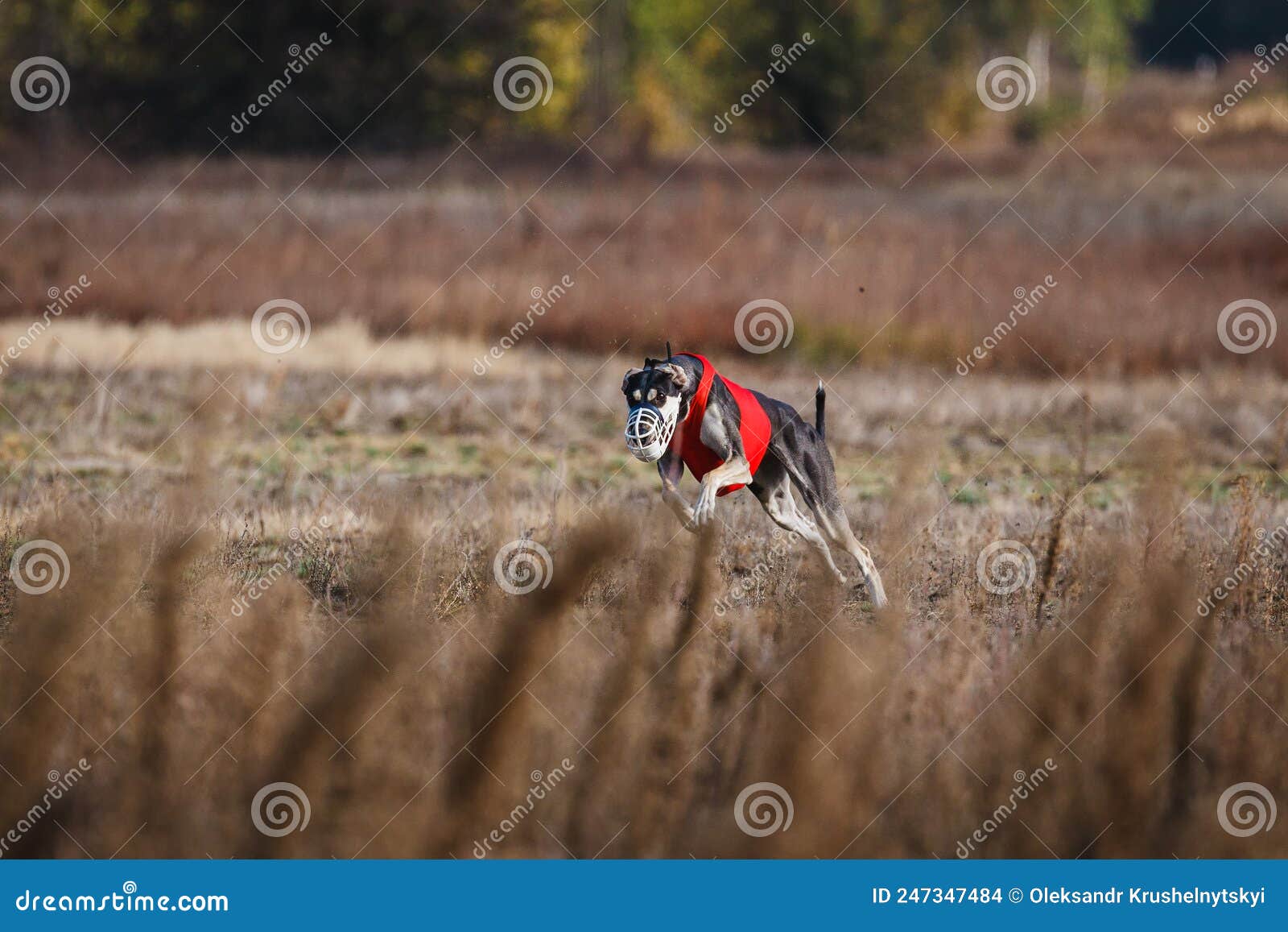 The Race of Greyhound. Field Coursing Competition Stock Photo - Image ...