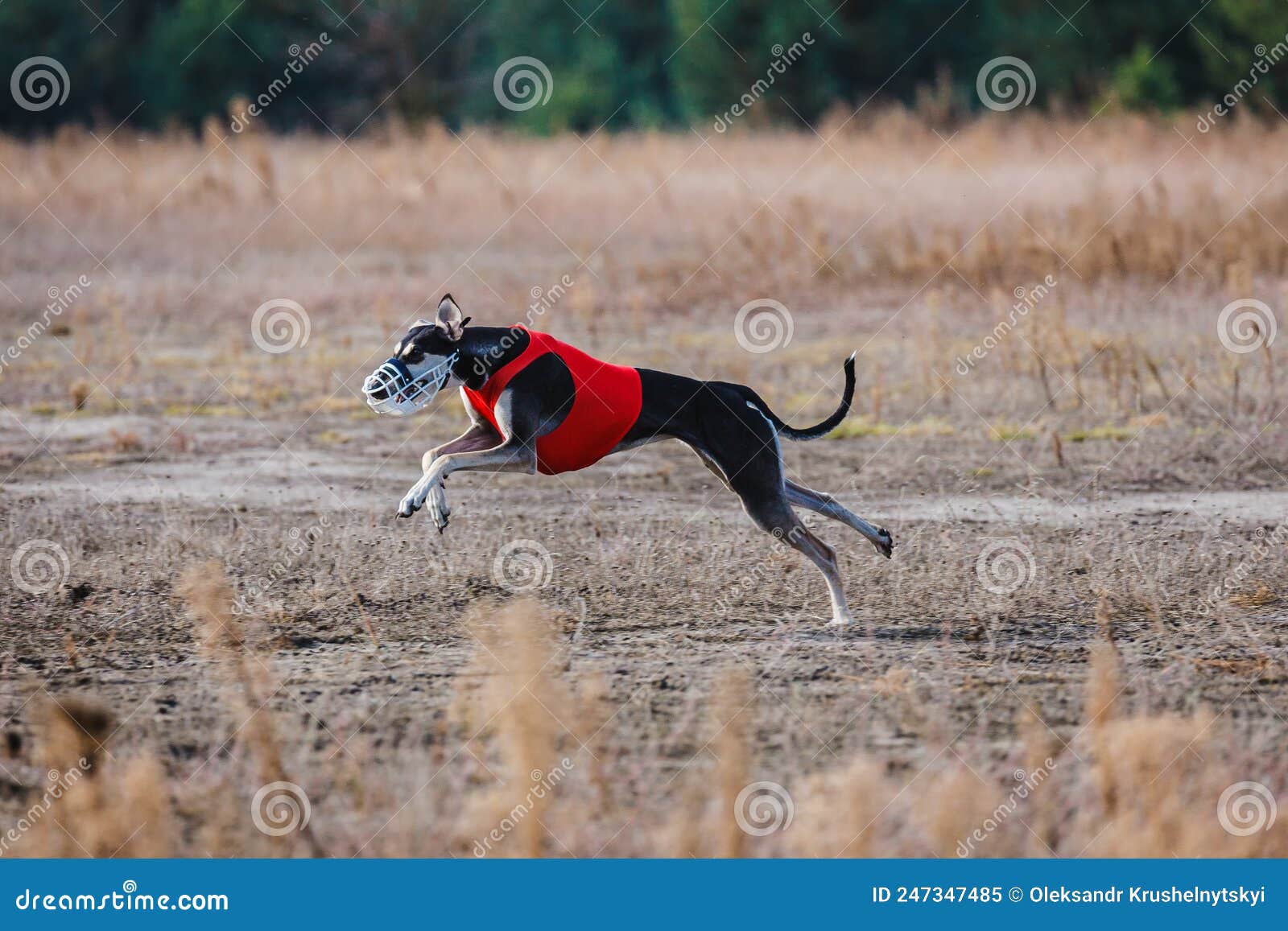 The Race of Greyhound. Field Coursing Competition Stock Image - Image ...