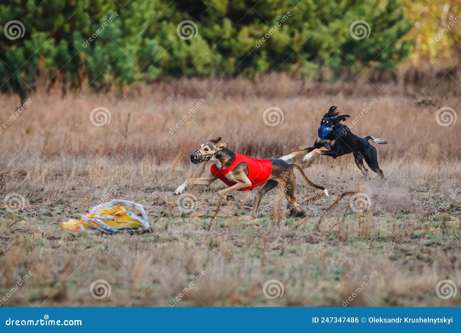The Race of Greyhound. Field Coursing Competition Stock Photo - Image ...