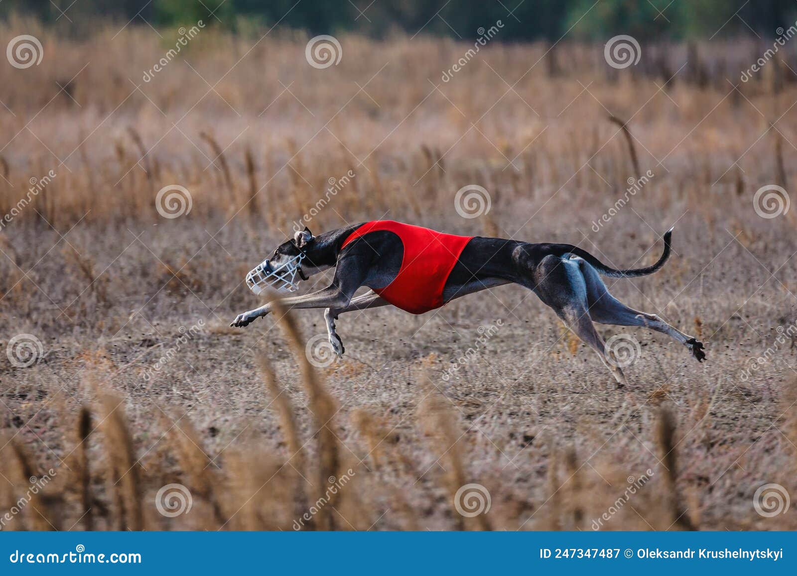 The Race of Greyhound. Field Coursing Competition Stock Image - Image ...