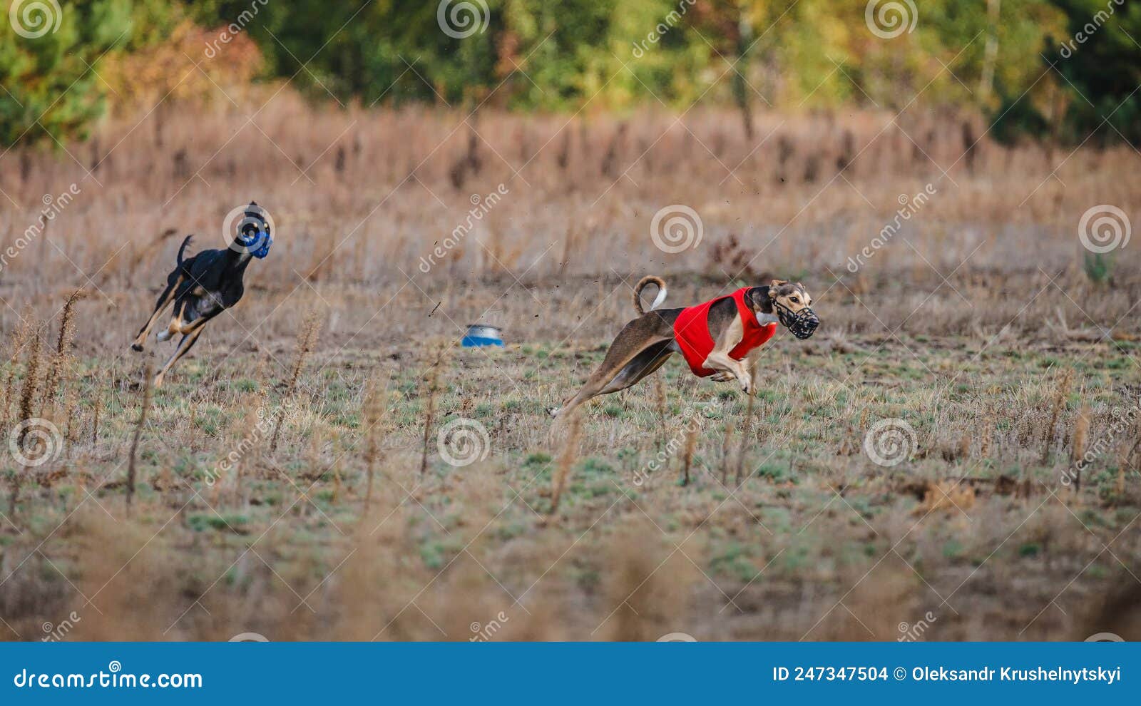 The Race of Greyhound. Field Coursing Competition Stock Photo - Image ...