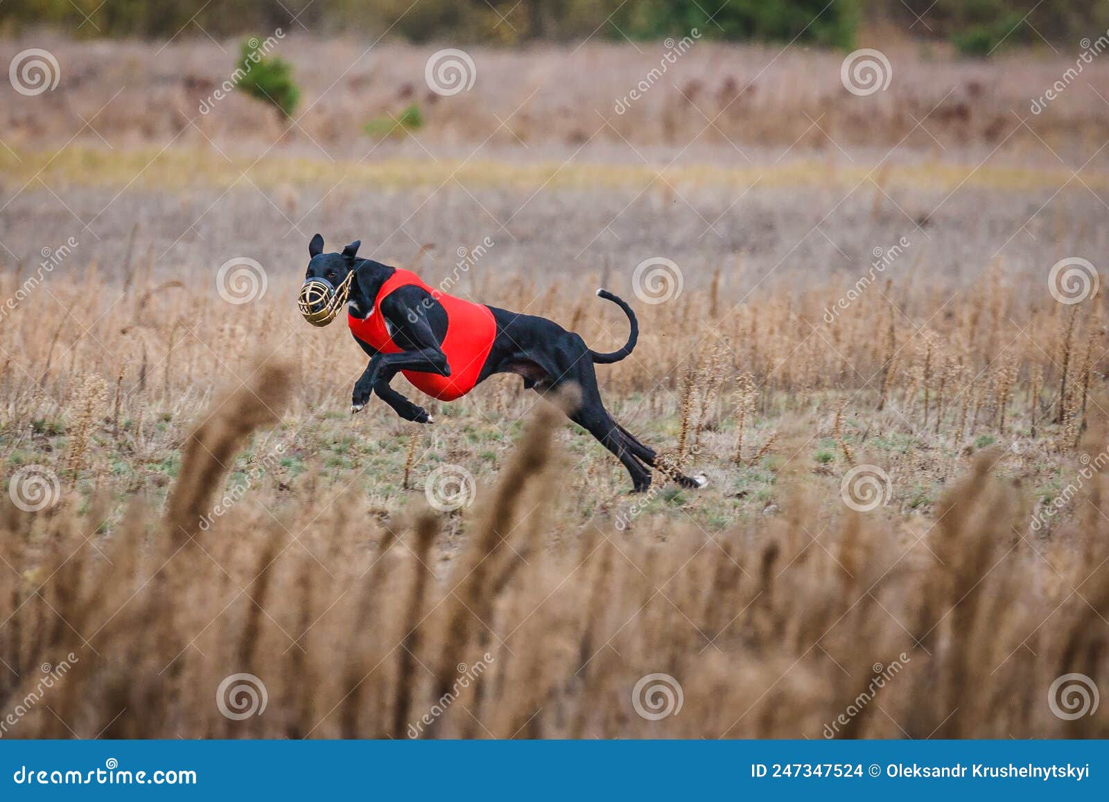 The Race of Greyhound. Field Coursing Competition Stock Photo - Image ...