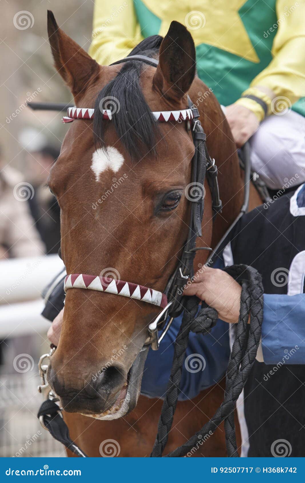 Race Horse Head with Jockey. Paddock Area Stock Image - Image of ...