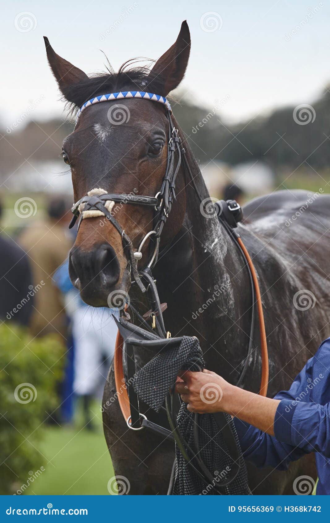 Race Horse Head after the Race. Paddock Area Stock Image - Image of ...