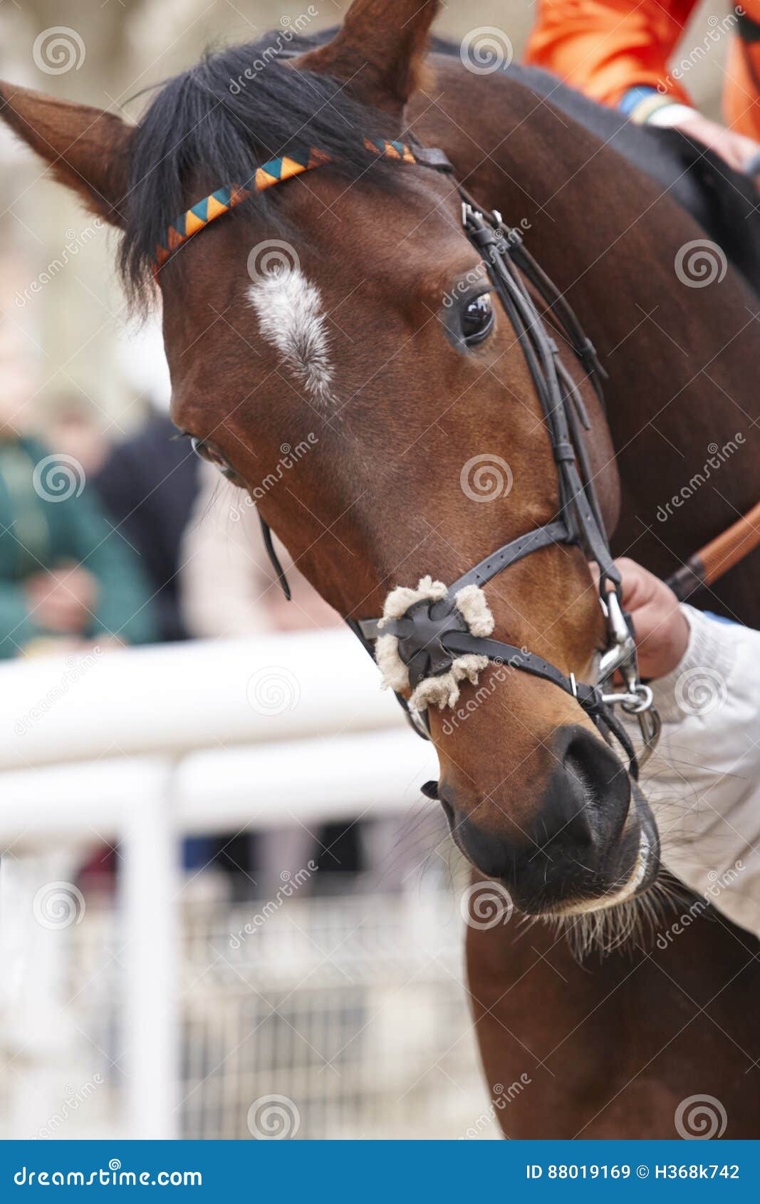 Race Horse Head Ready To Run. Paddock Area Stock Image - Image of ...