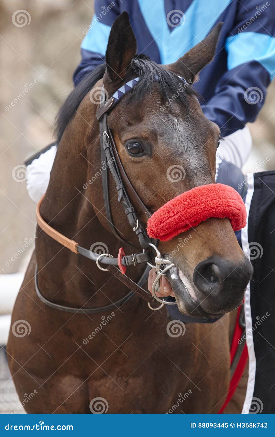 Race Horse Head Ready To Run. Paddock Area Stock Image - Image of ...