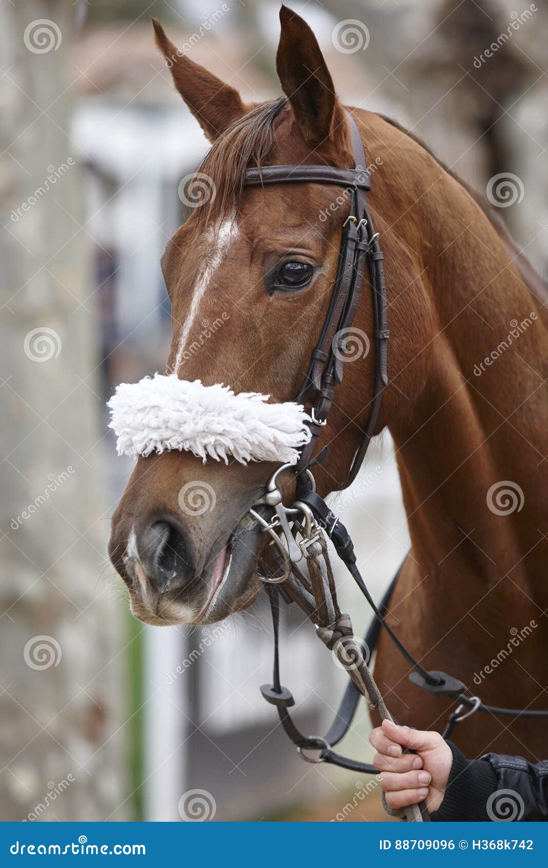 Race Horse Head Ready To Run. Paddock Area Stock Photo - Image of ...